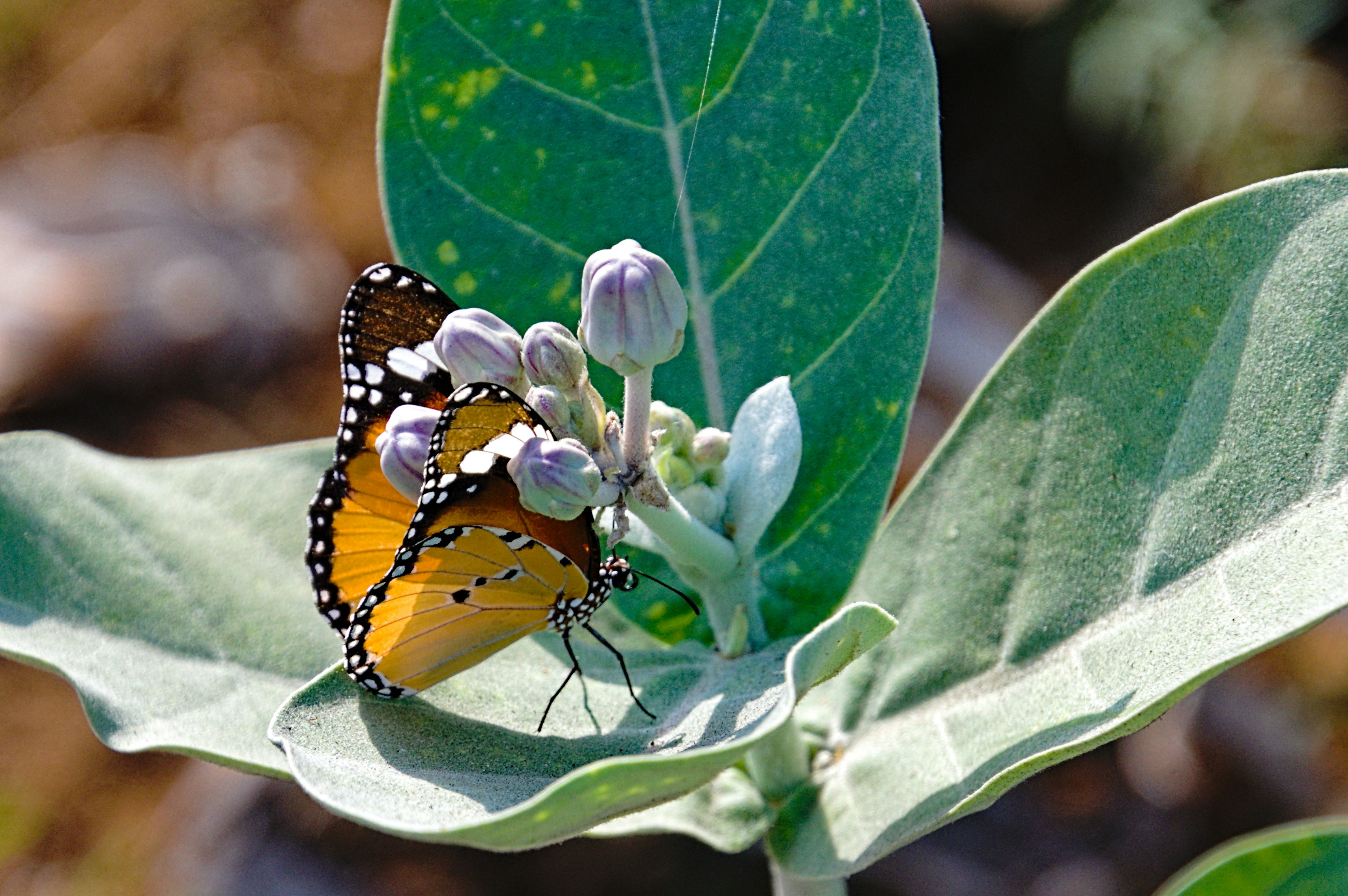 Orange-Black Butterfly Resting on Silvery Green Leaf