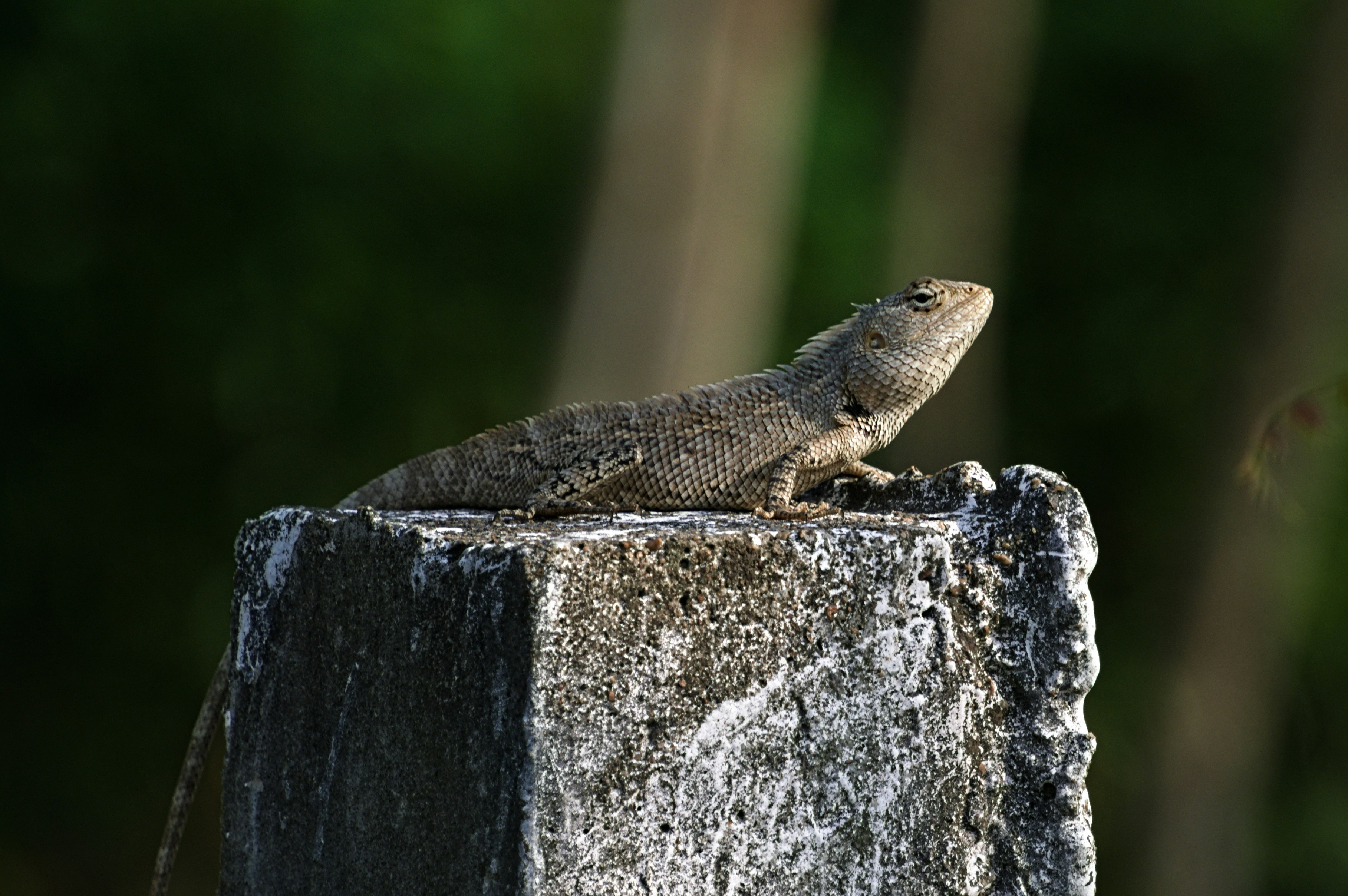 Lizard Watch: Perched on a Weathered Post
