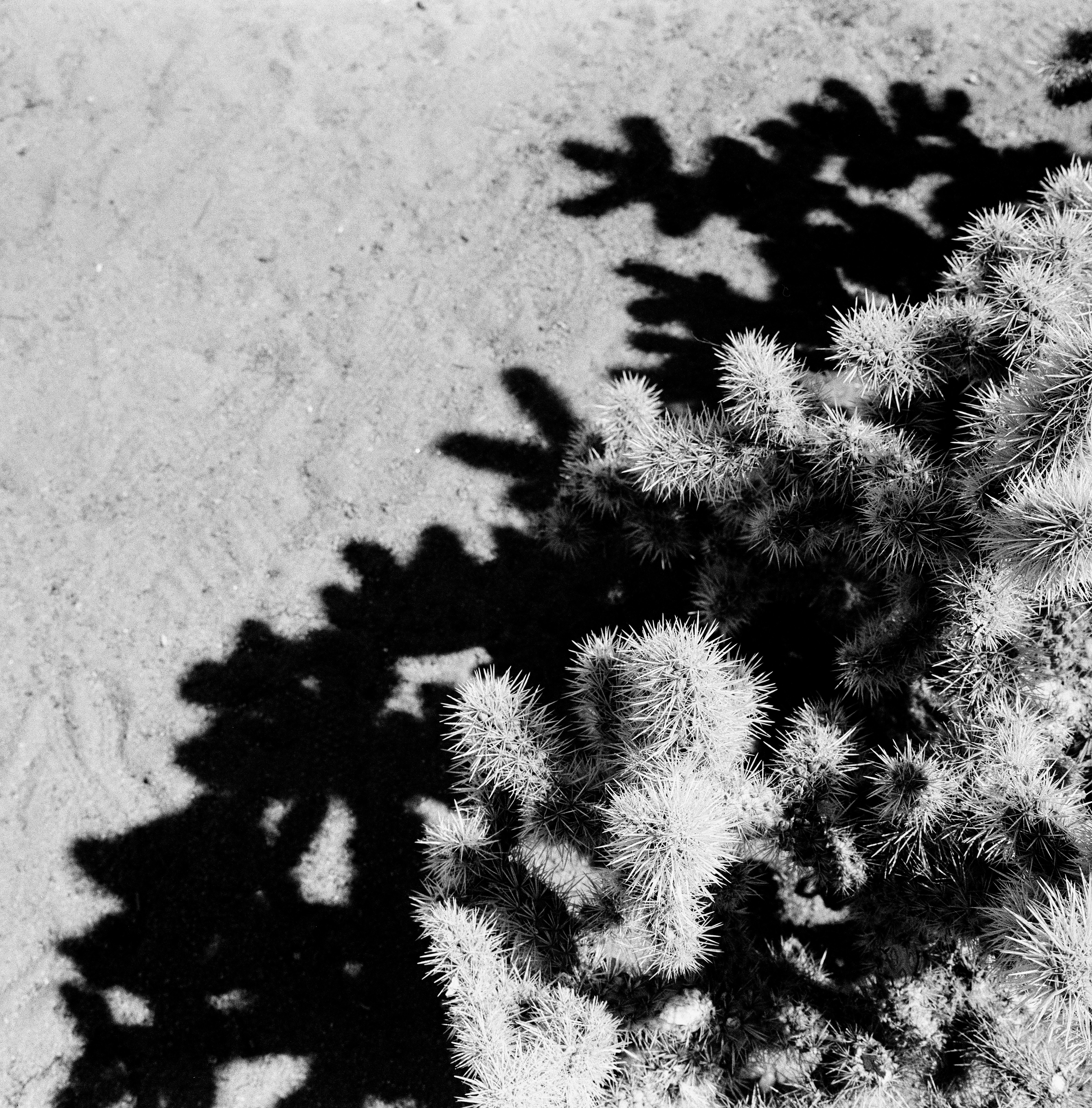 Silhouetted Shadows on Needle Texture