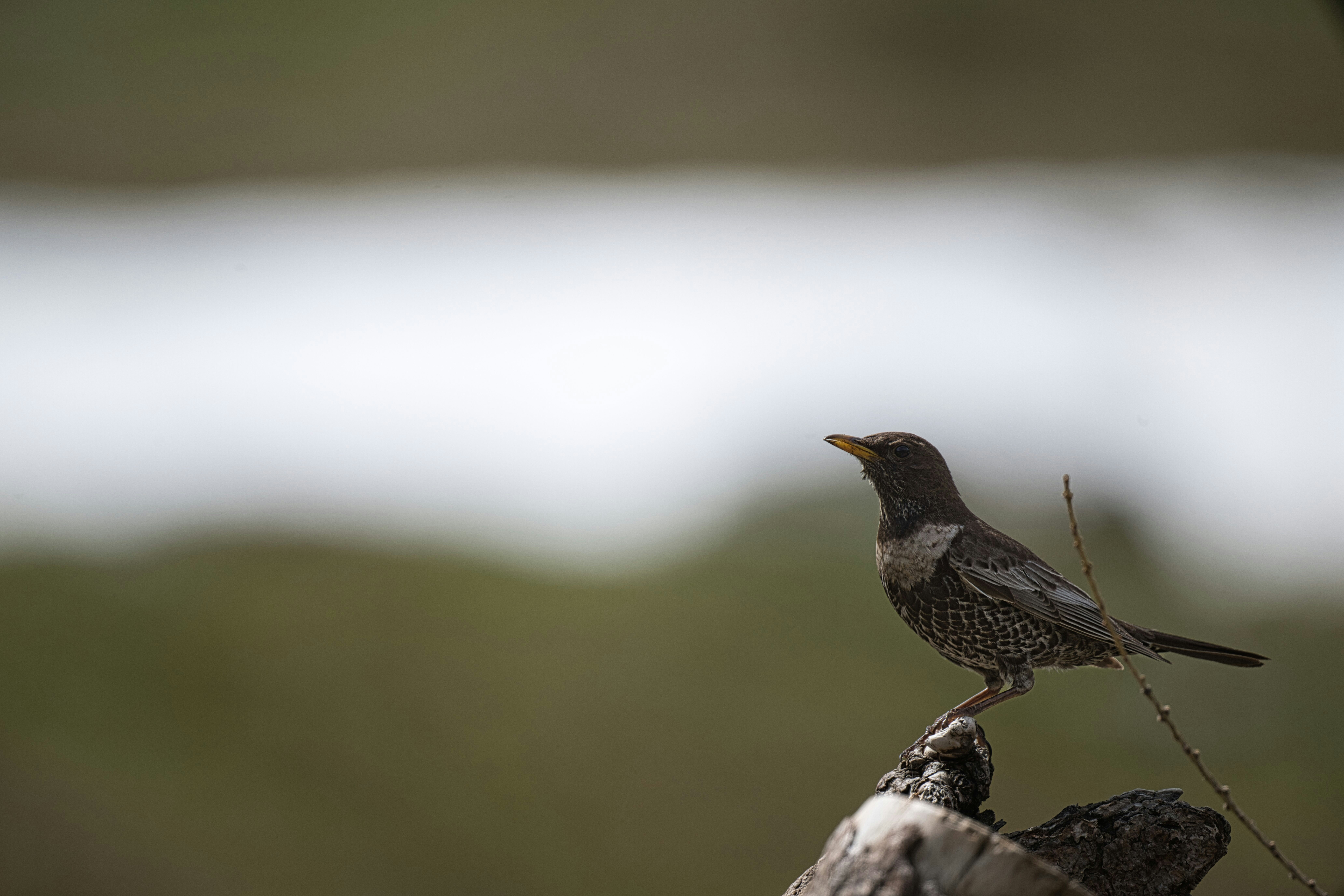 Raven-Black Song: A lone thrush on weathered driftwood