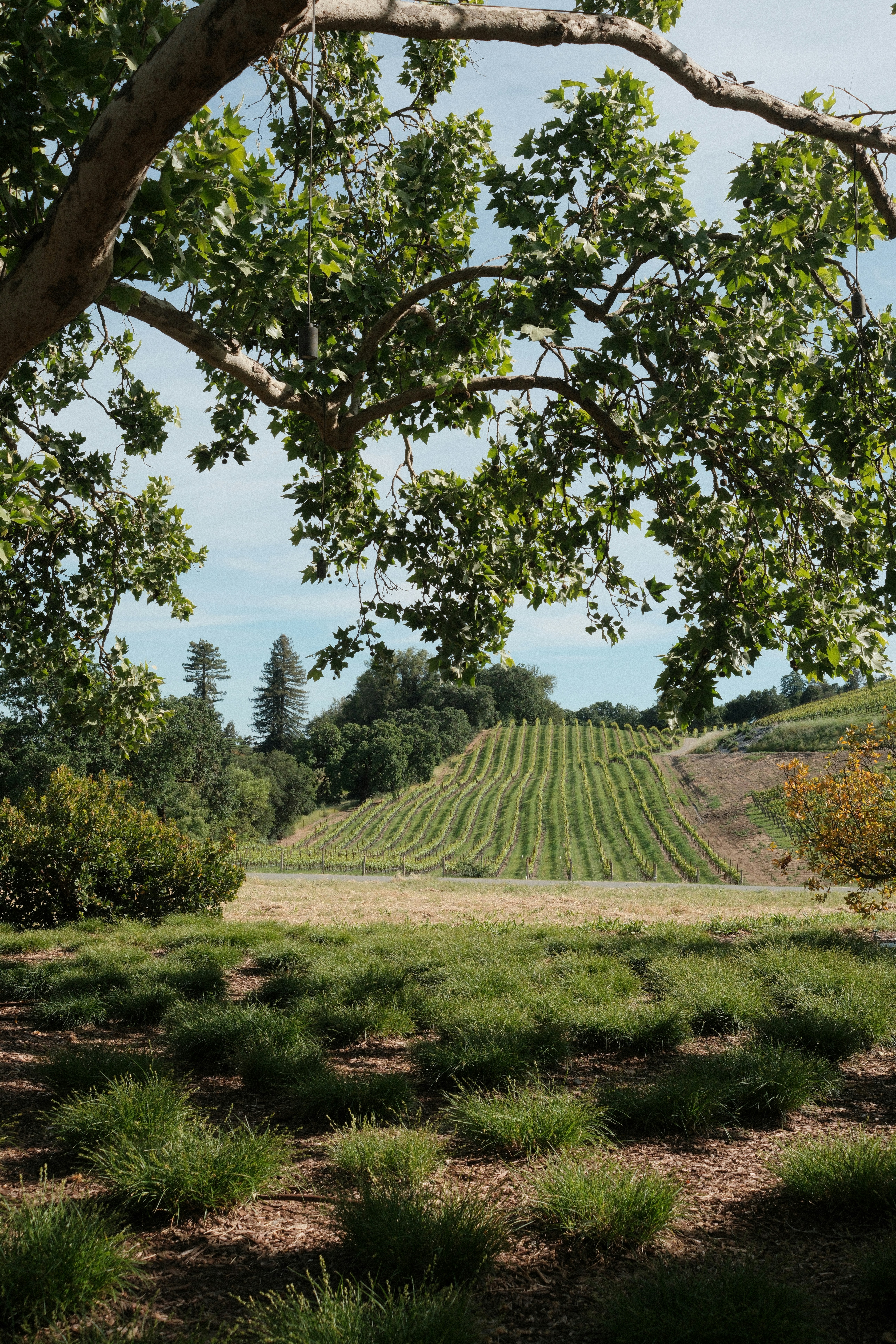 Terraced Vineyard Amid Shade of a Perched Branch