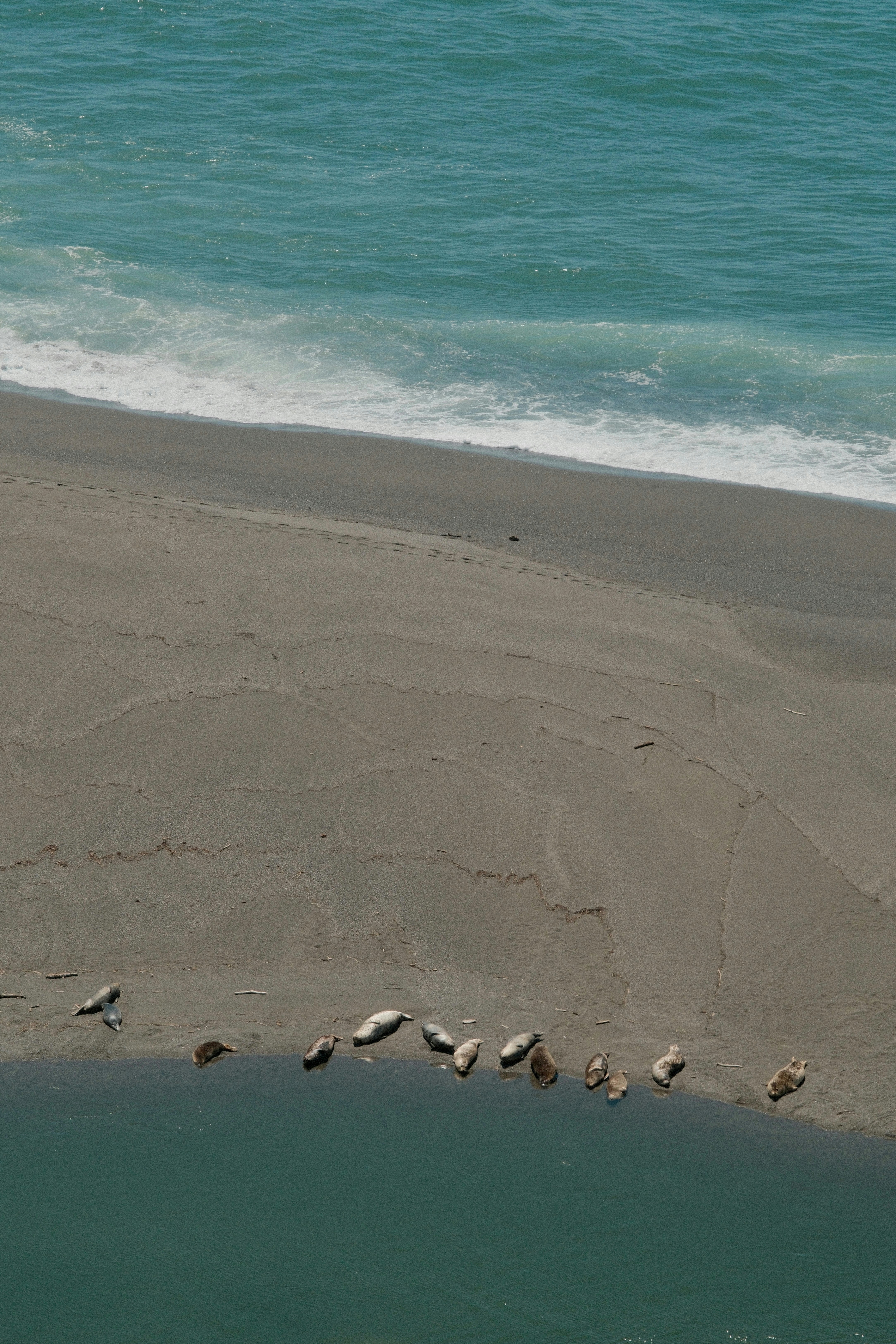 Line of Seals on the Tidal Sandbank