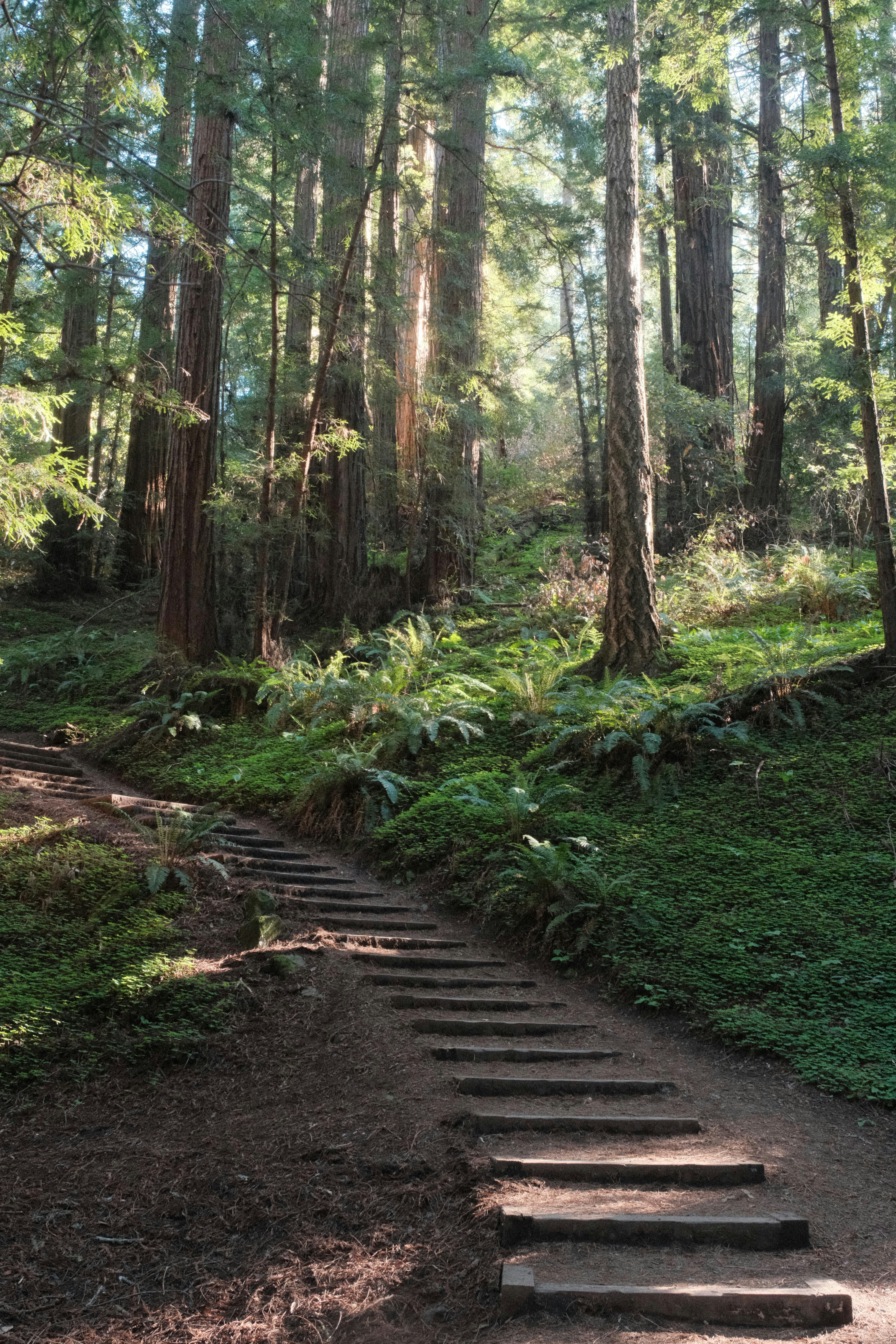 Sunlit Cedar Staircase Through a Quiet Redwood Forest