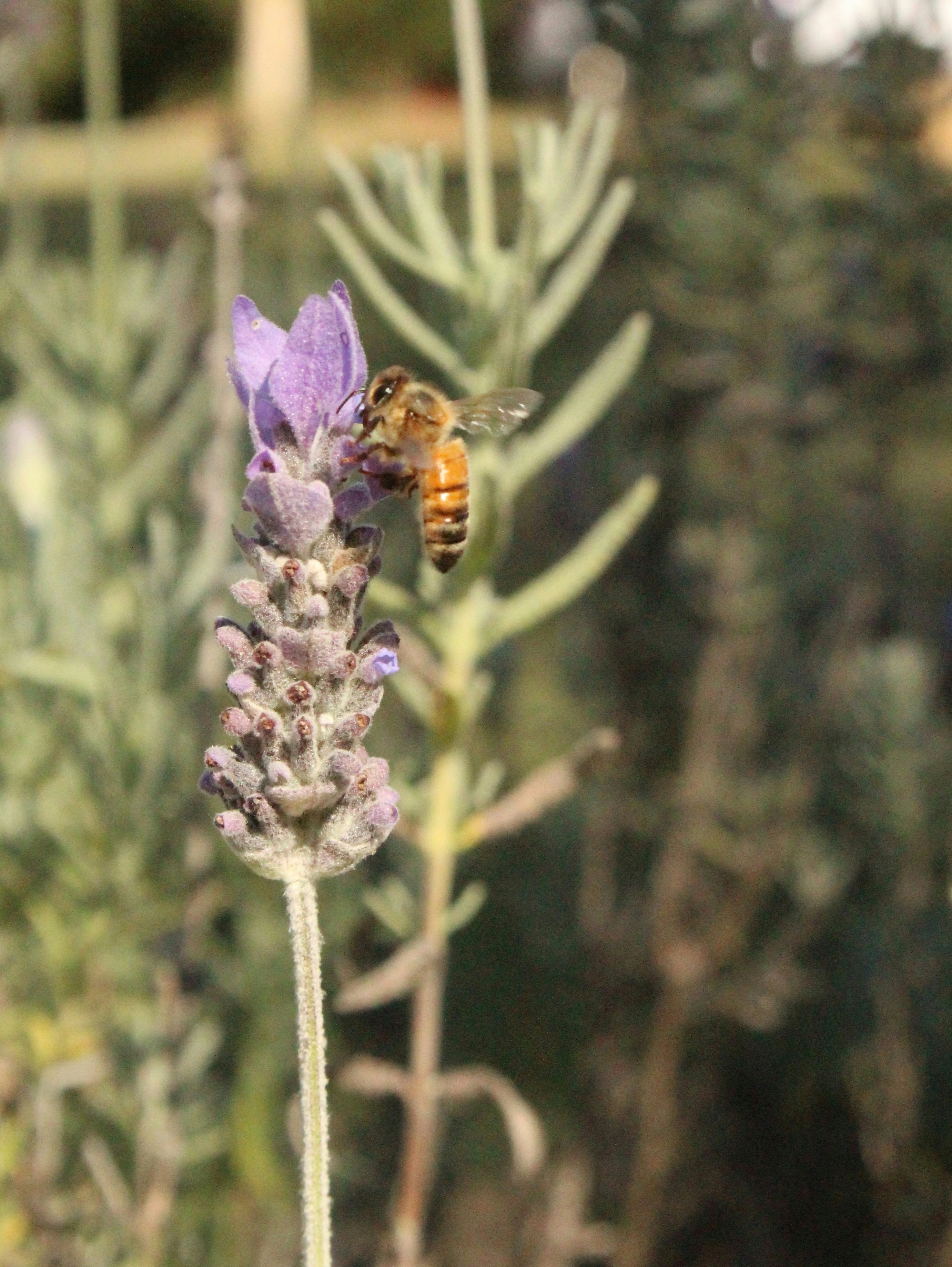 Bee in Flight Over Lavender Spike