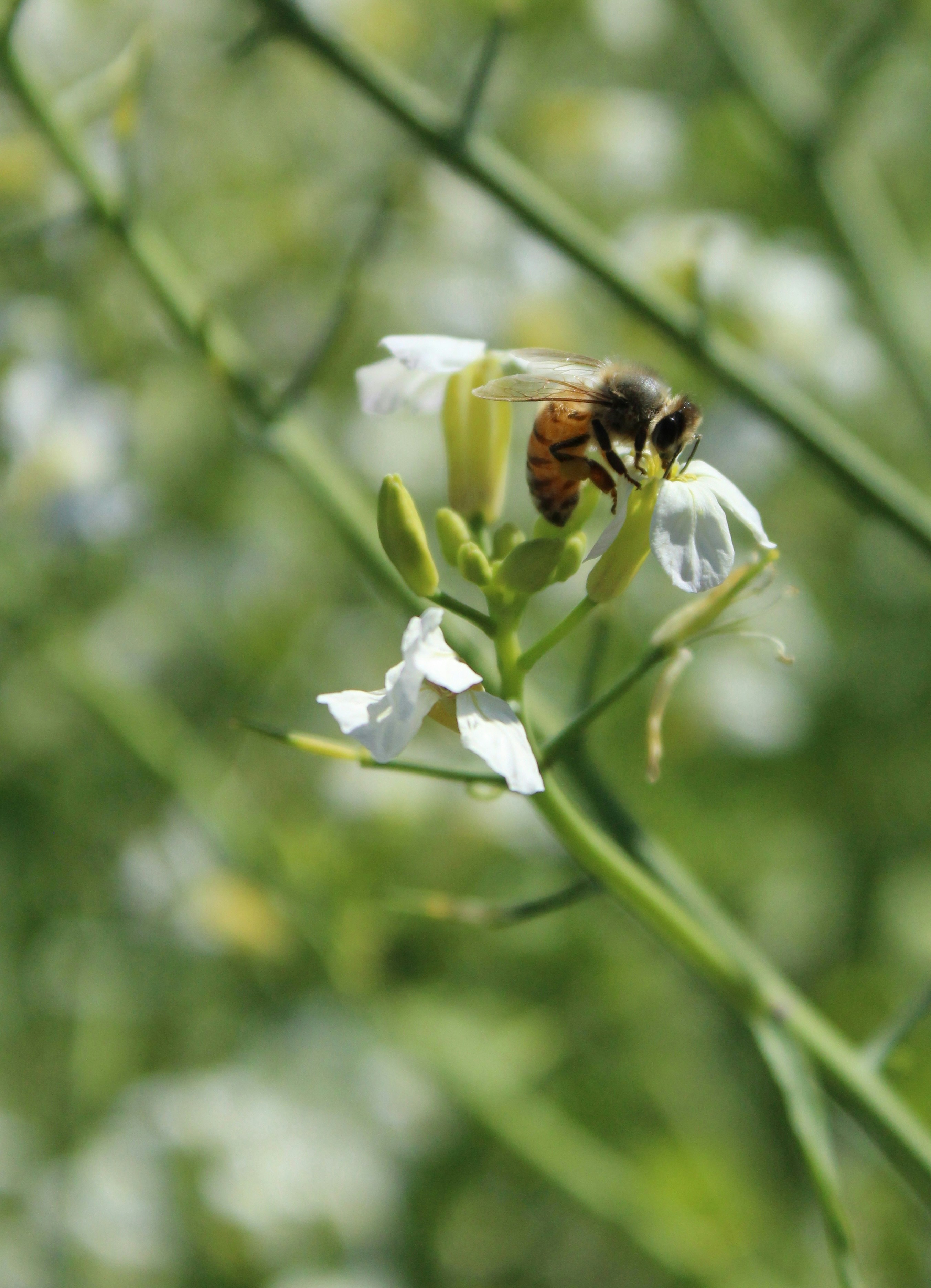 Buzz and Bloom: A Honeybee Feeds Among White Blossoms