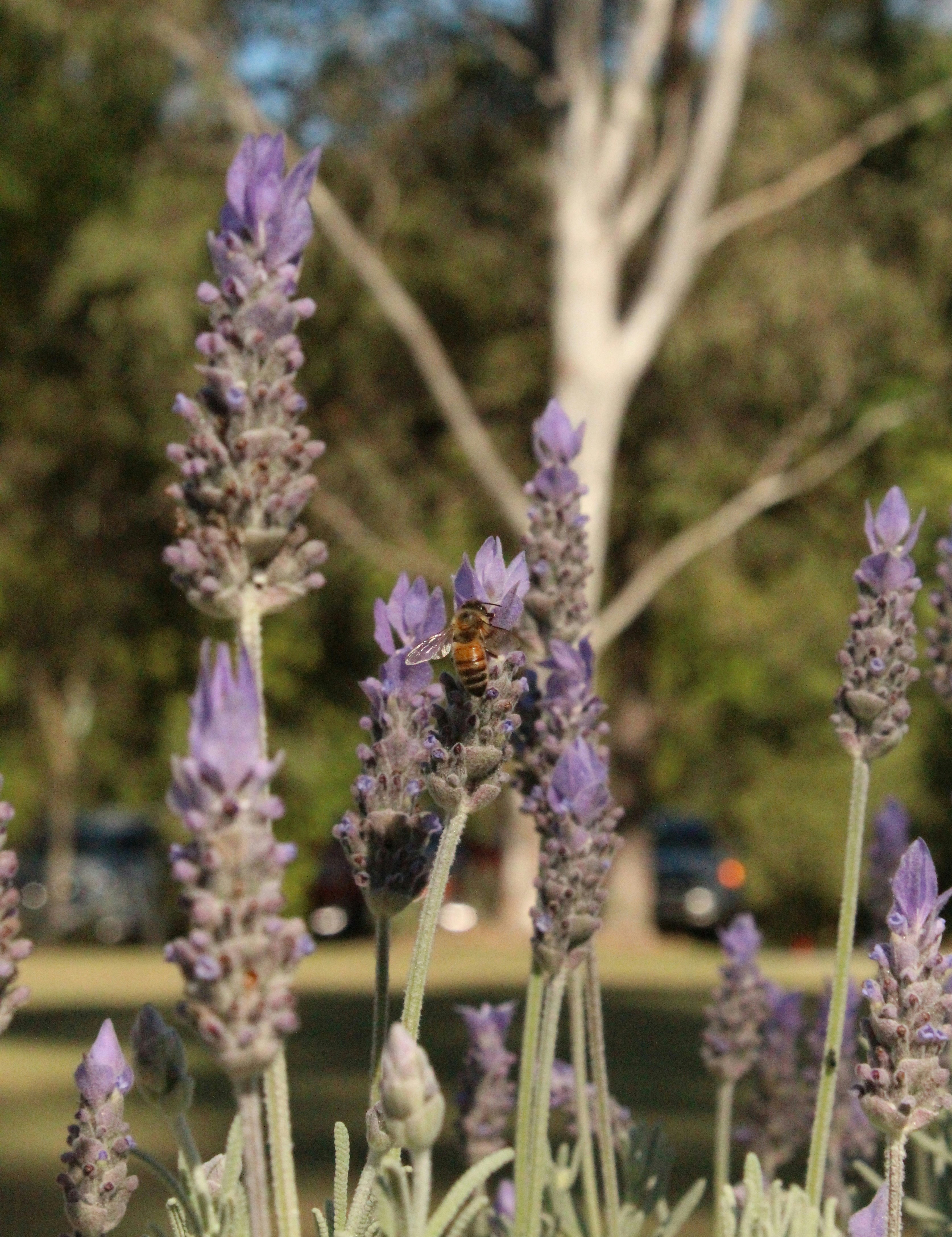 Bee on Lavender Spike Under Summer Light