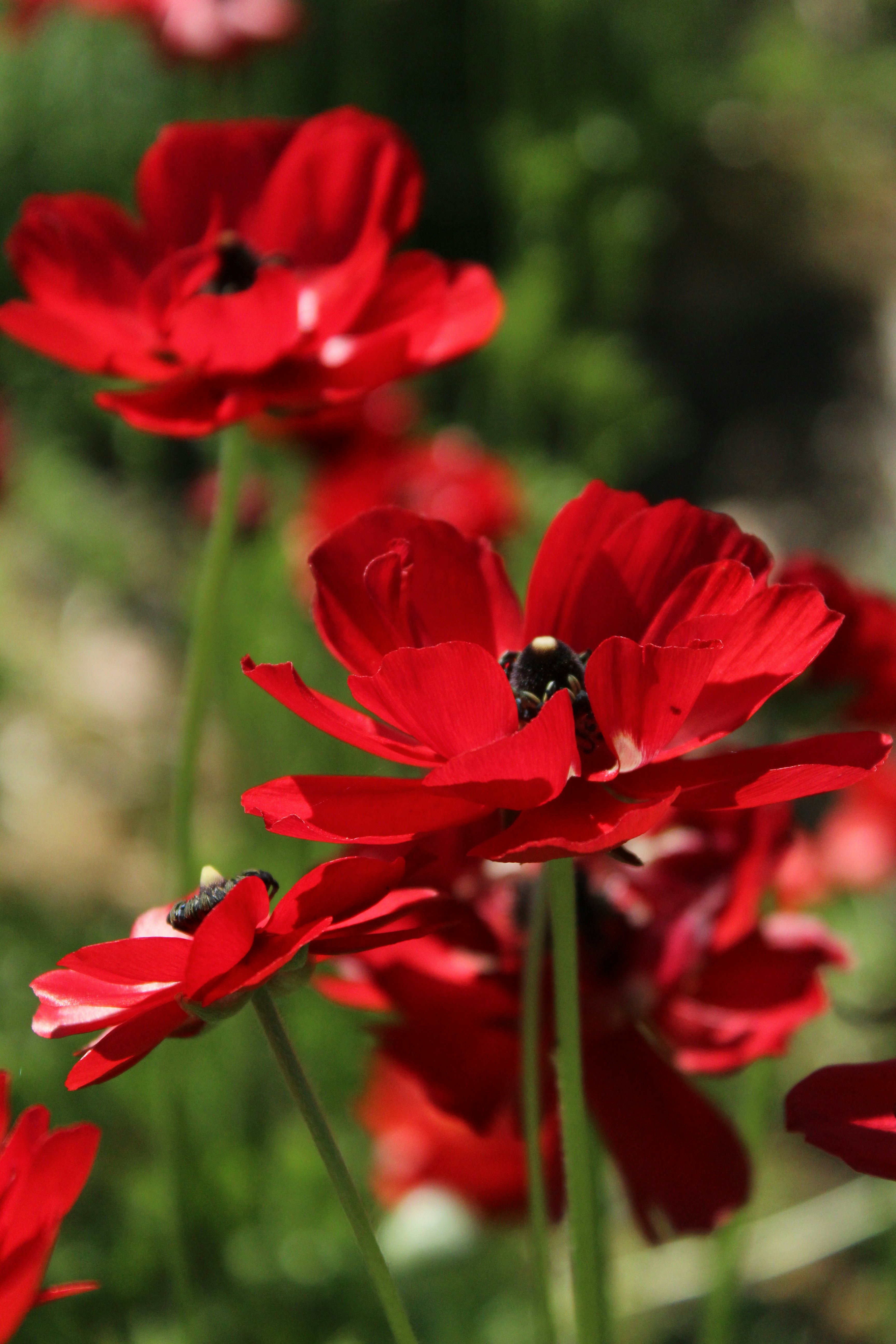 Red Petals in Focus: A Cluster of Bold Flowers Reaching for Sunlight