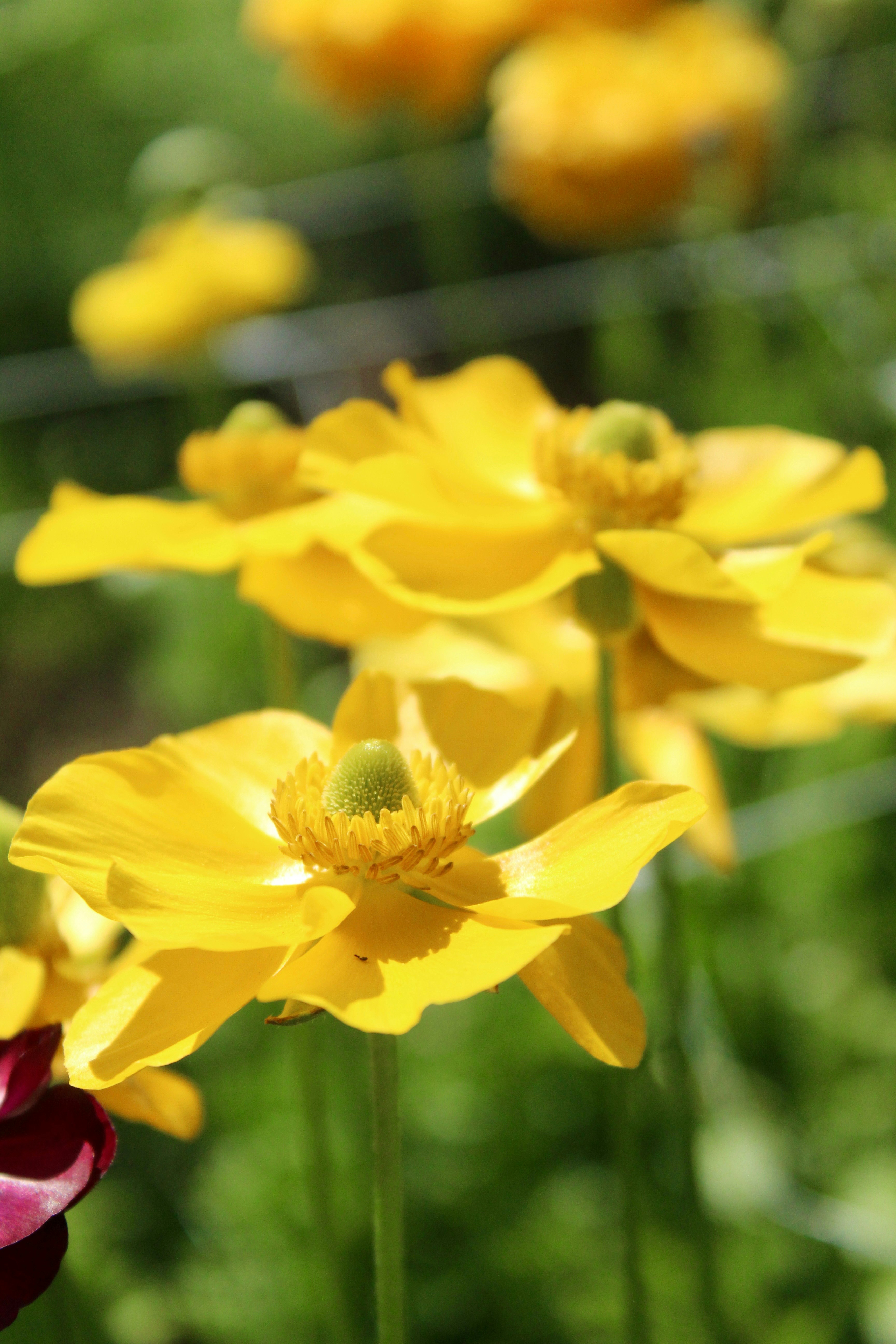 Golden Poppies in Sunlit Garden