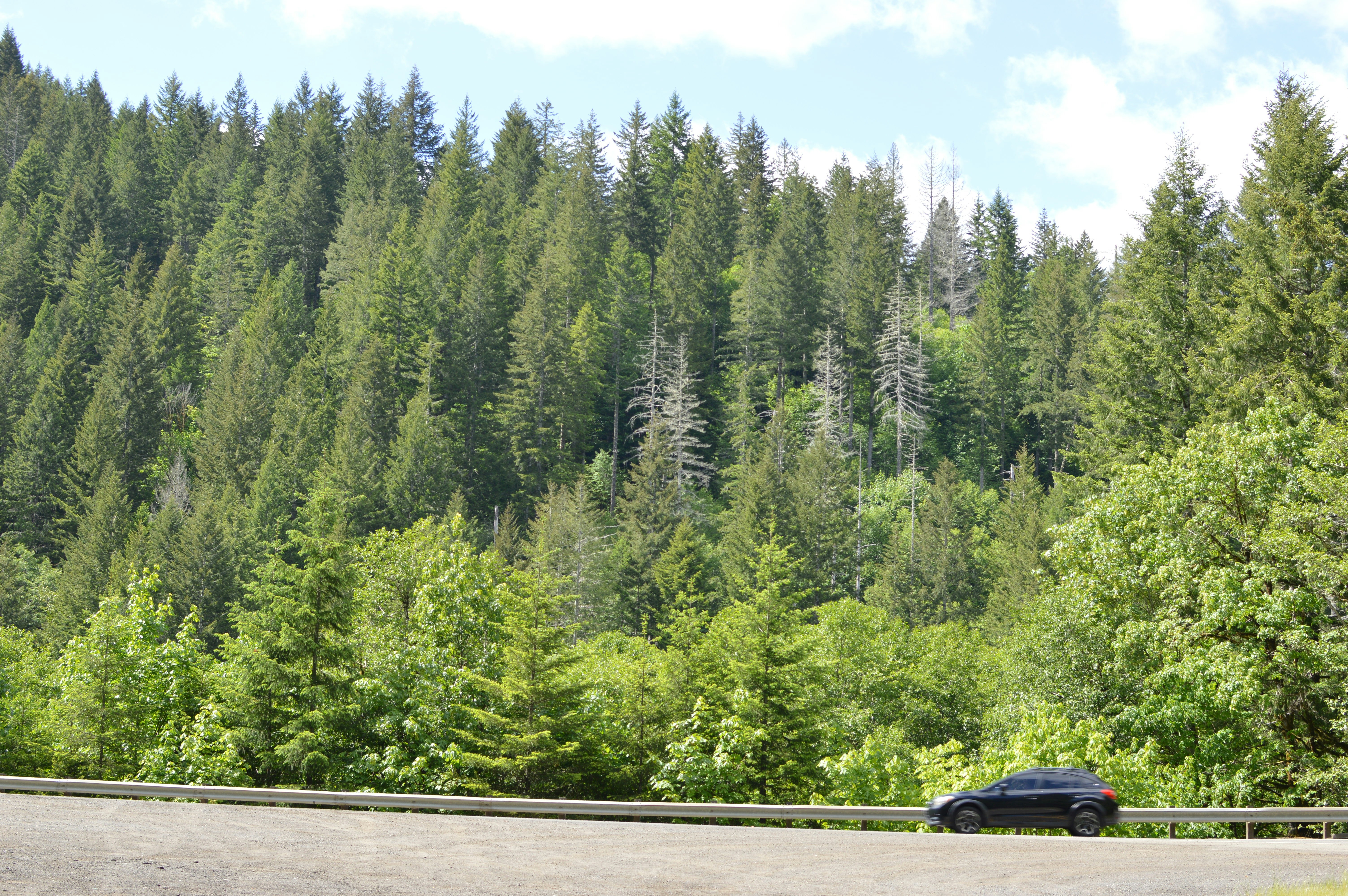 Car Traverses a Quiet Mountain Highway Beneath Dense Conifers
