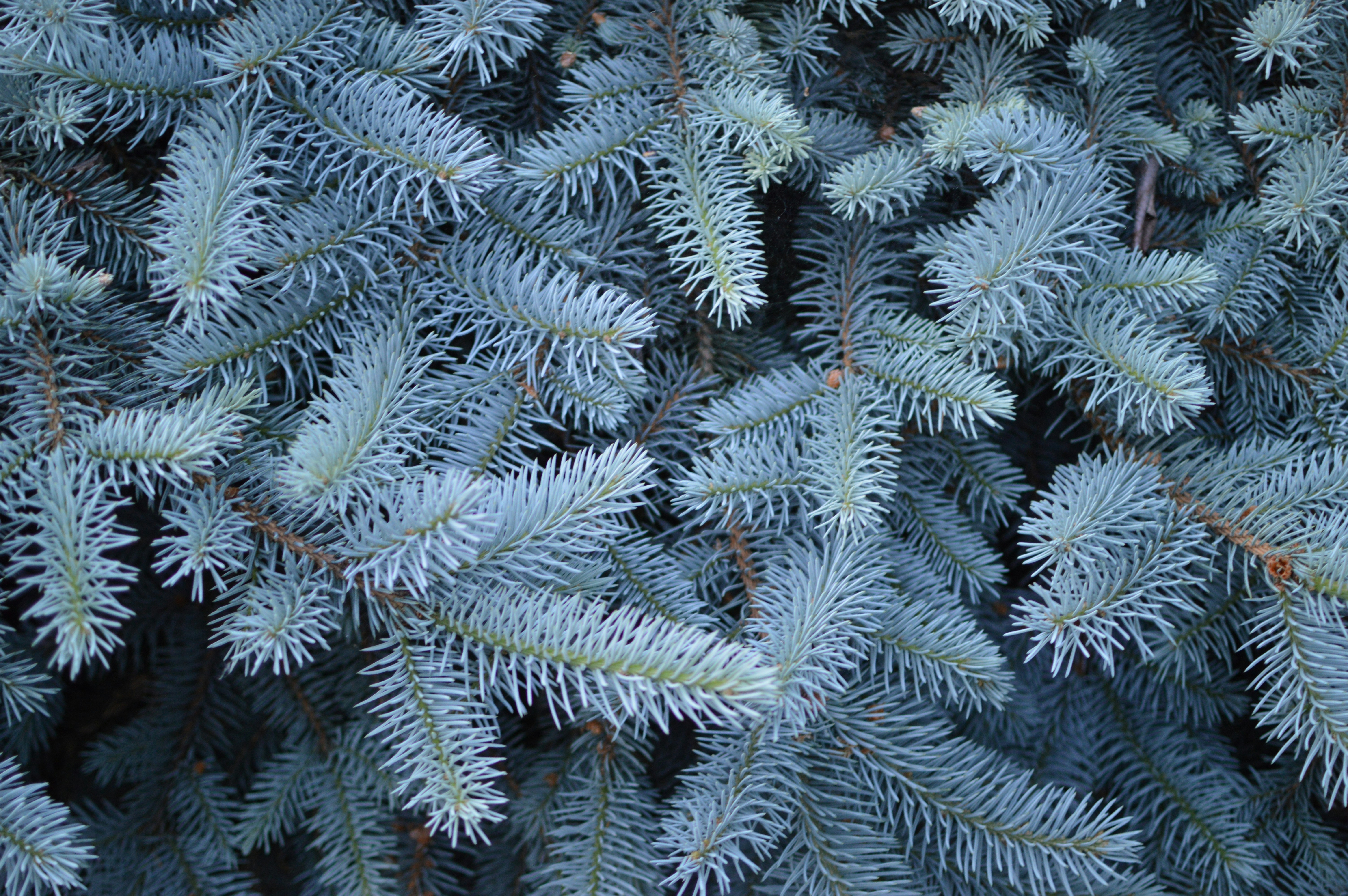 Cold Conifer Lace: Frosted Sprigs in Quiet Blue