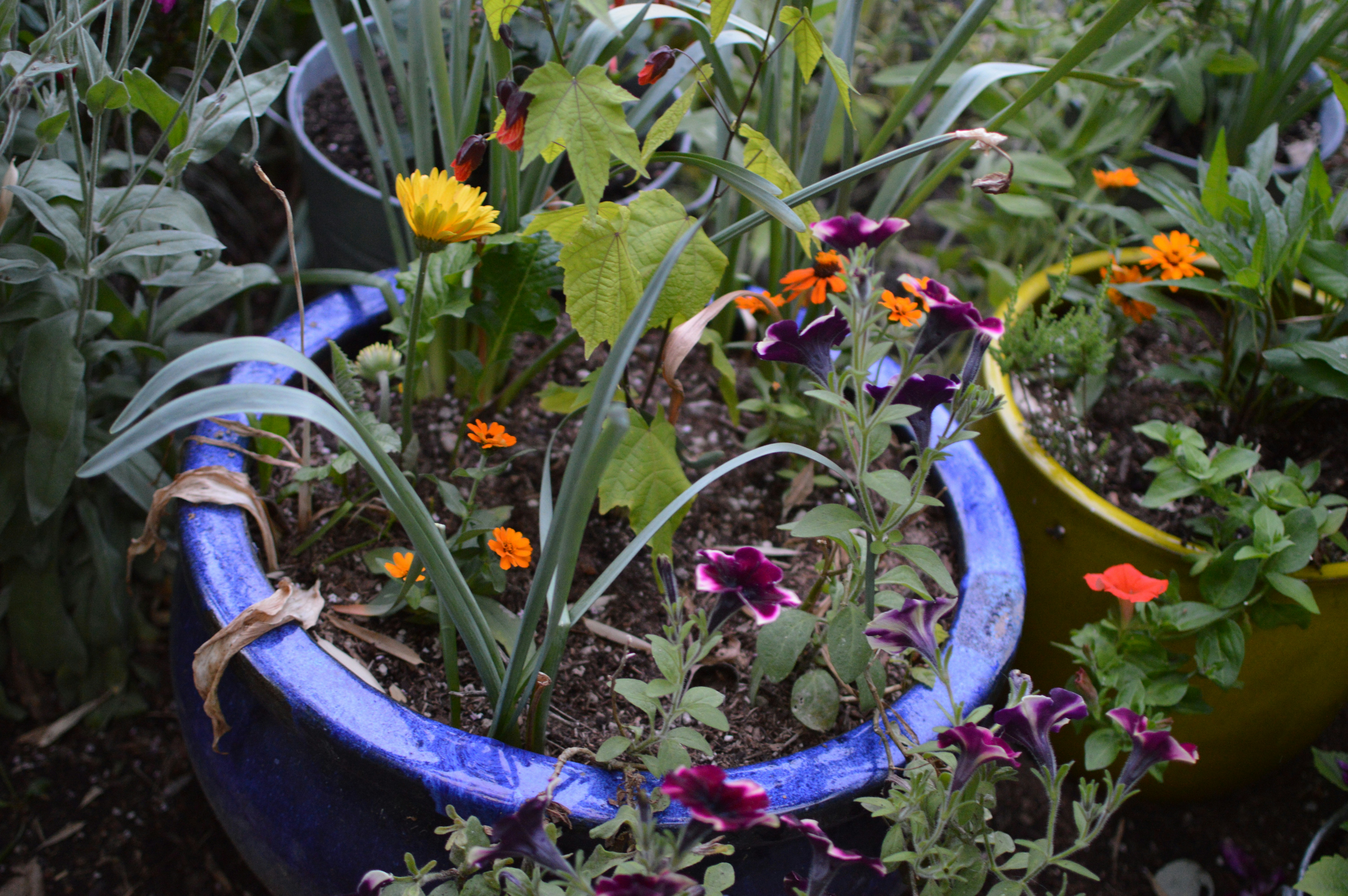 Blue Pot, Bright Blooms: A Quiet Garden In Bloom