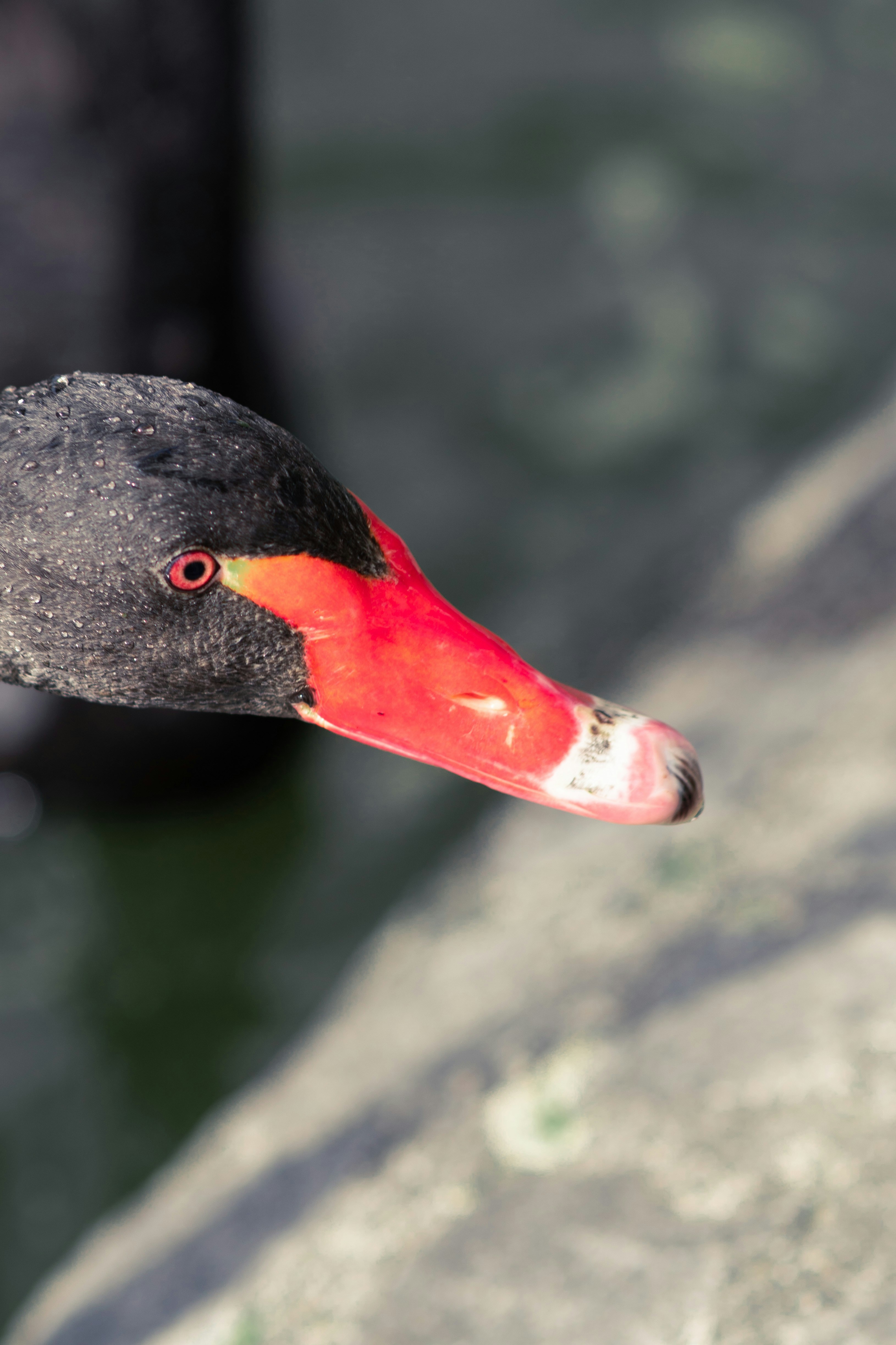 Red-billed Black Swan Head in Focus Along a Concrete Edge