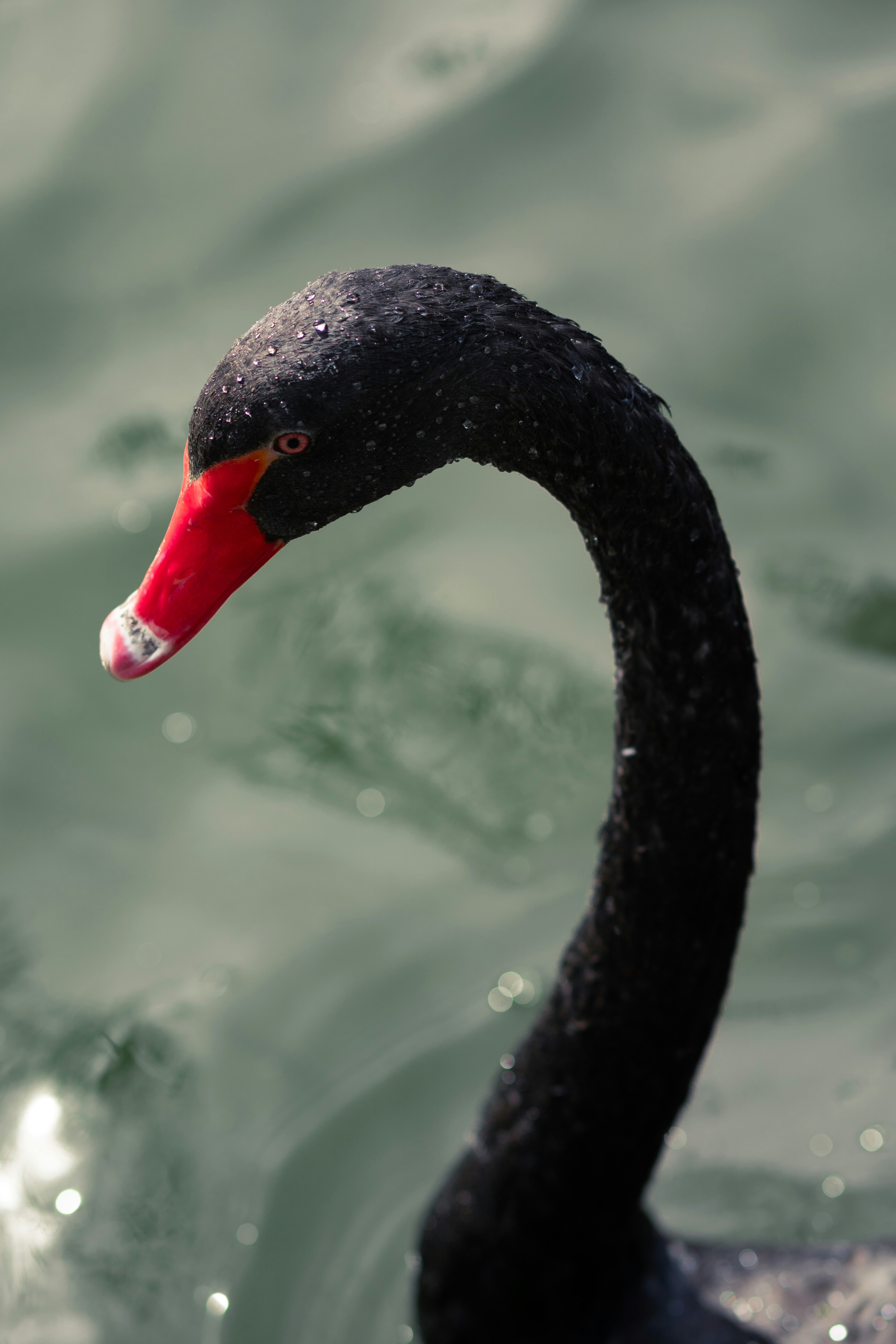 Curved Noir: A Black Swansong in Red Beadlight