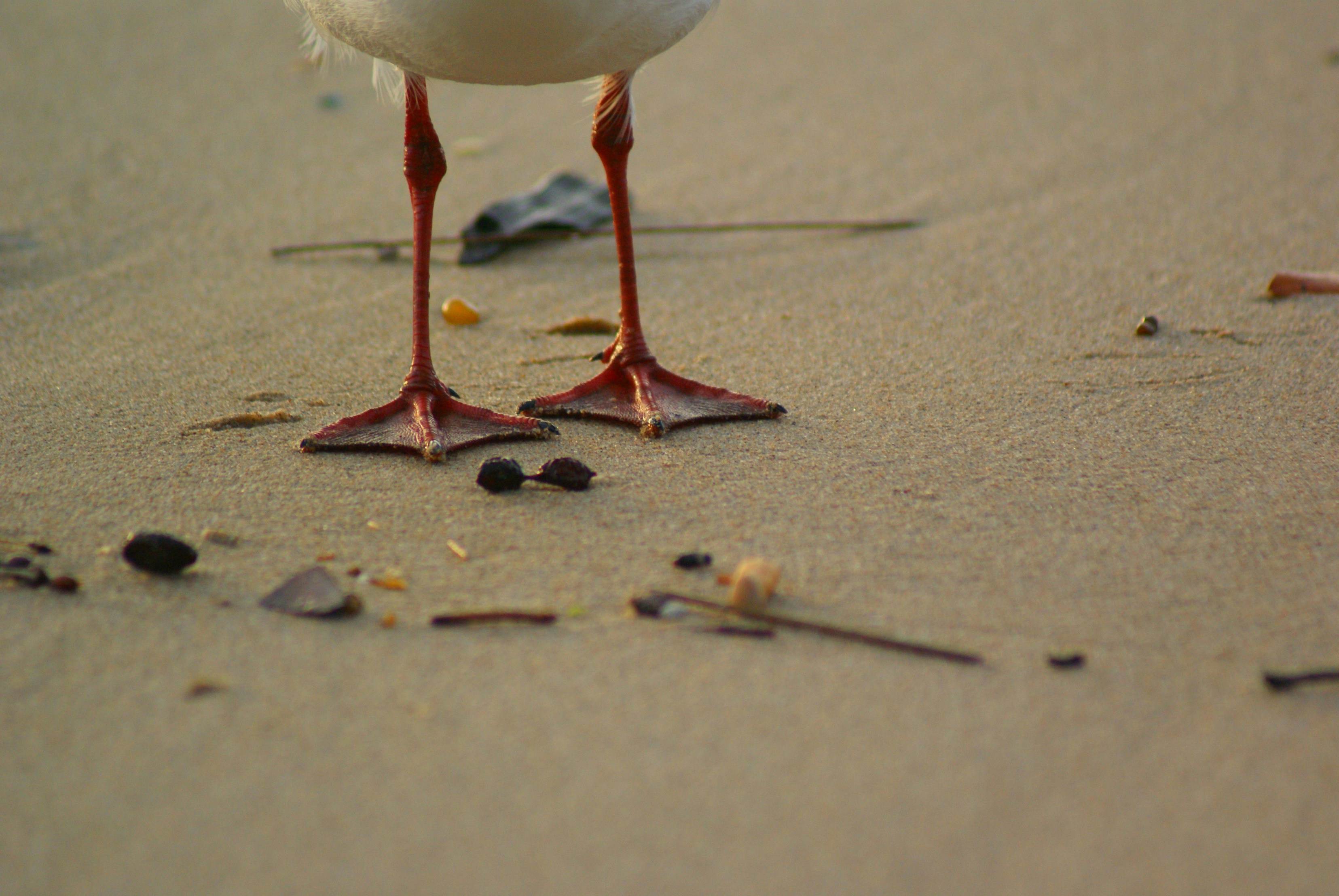 A bird's red webbed feet on sandy ground with debris.