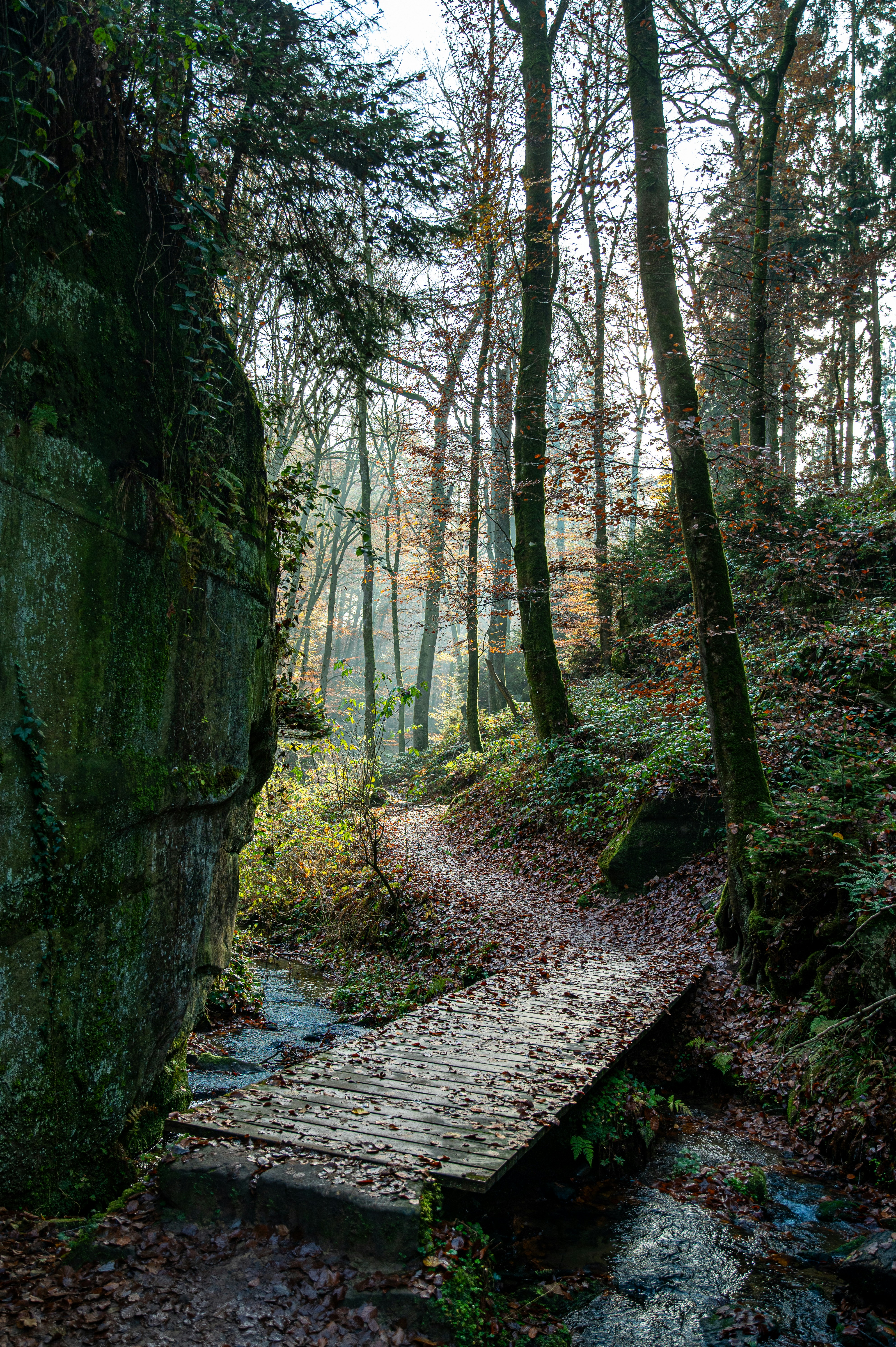 Misty forest path crosses a mossy wooden footbridge
