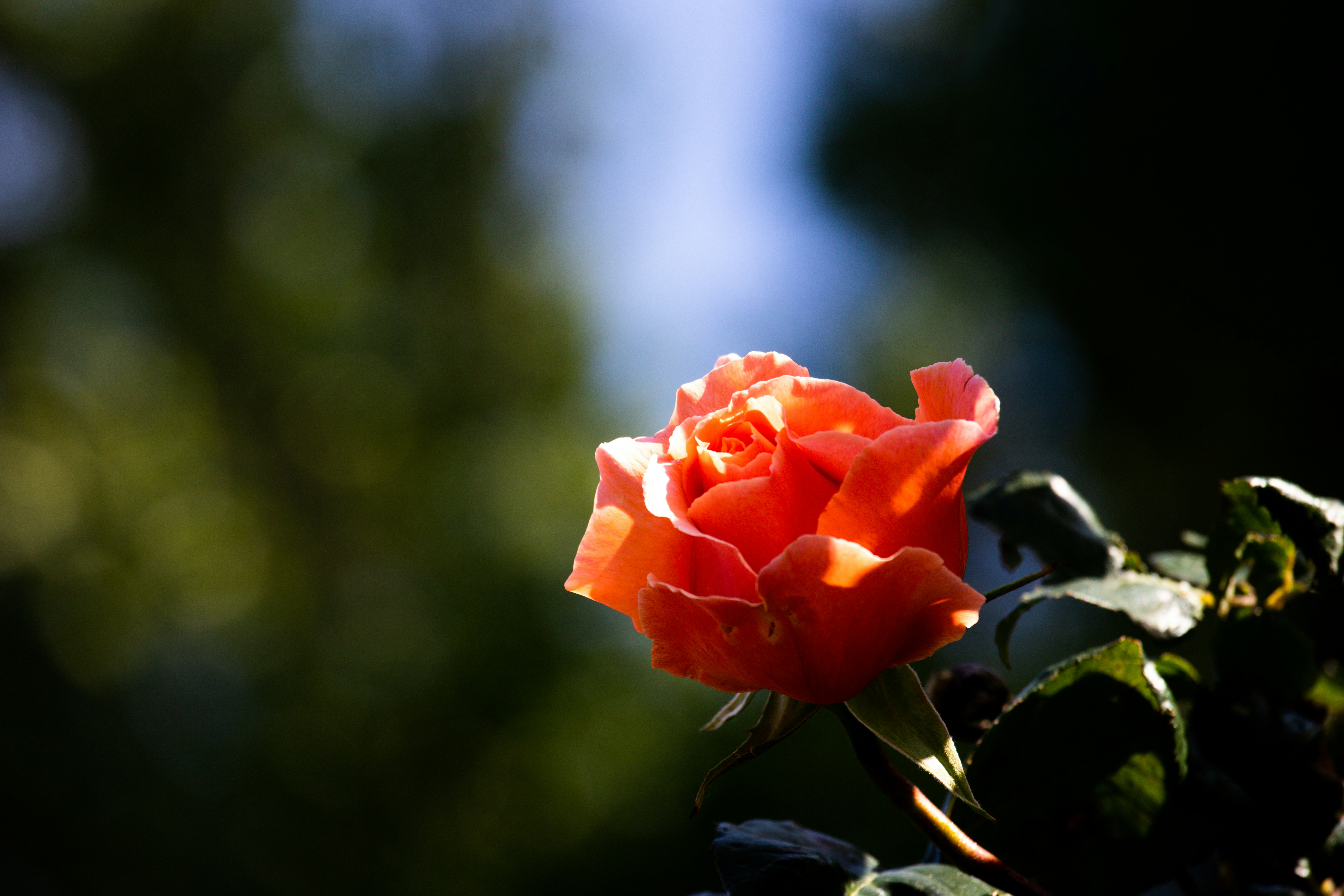 Orange Rose in Late Afternoon Spotlight