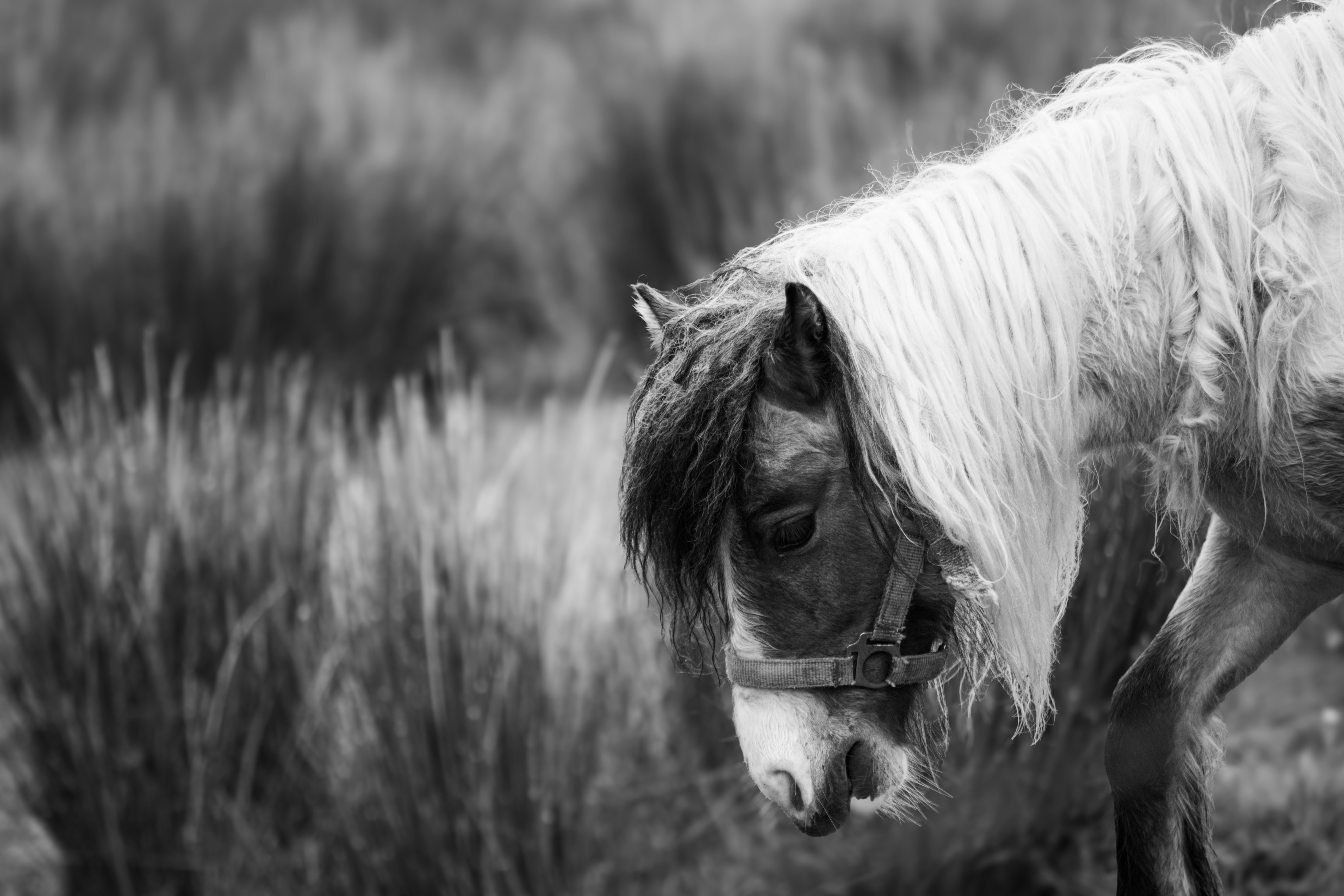 Hushed Gray: The Laid-Back Gaze of a Field Pony