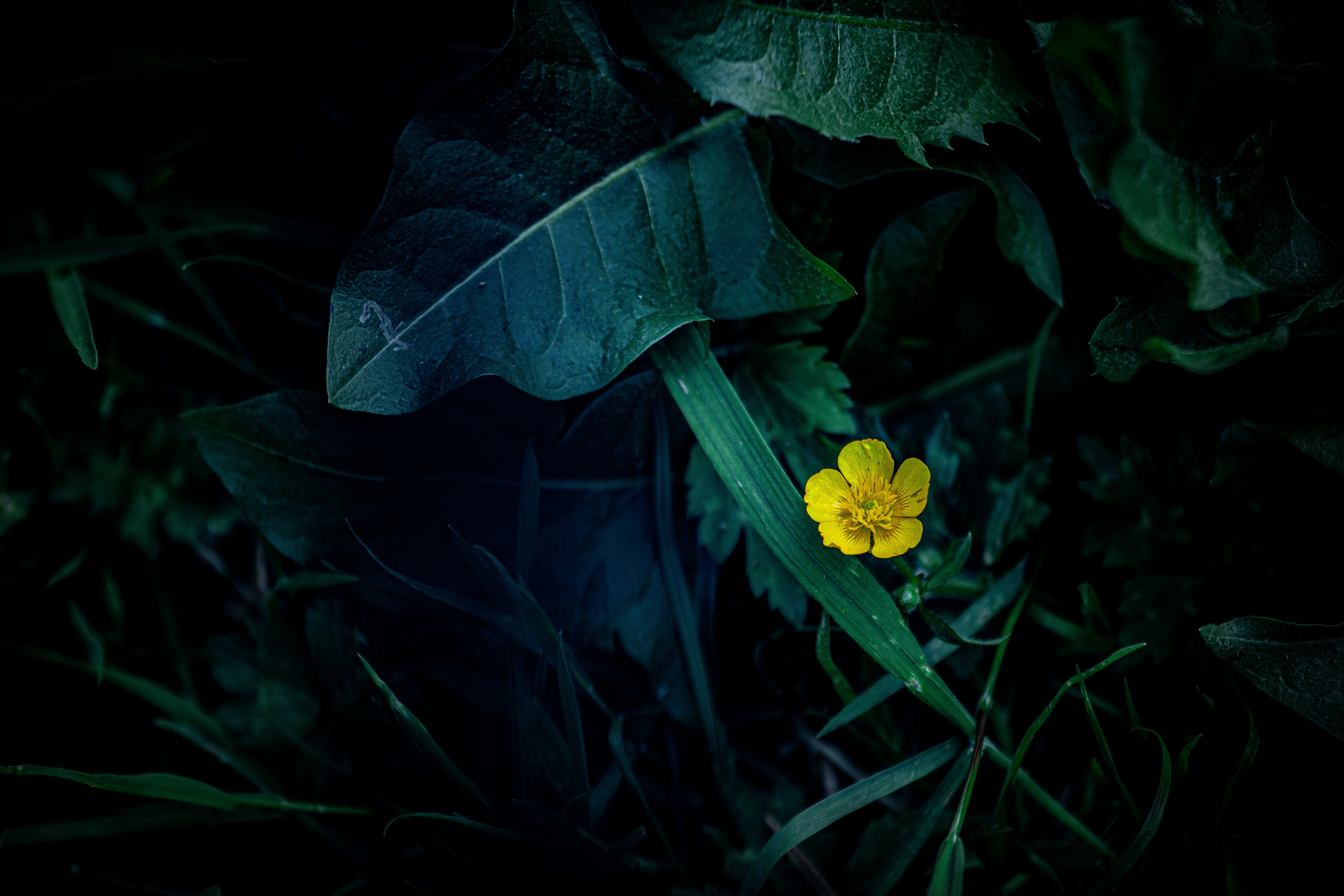  solitary yellow blossom in the dark green undergrowth