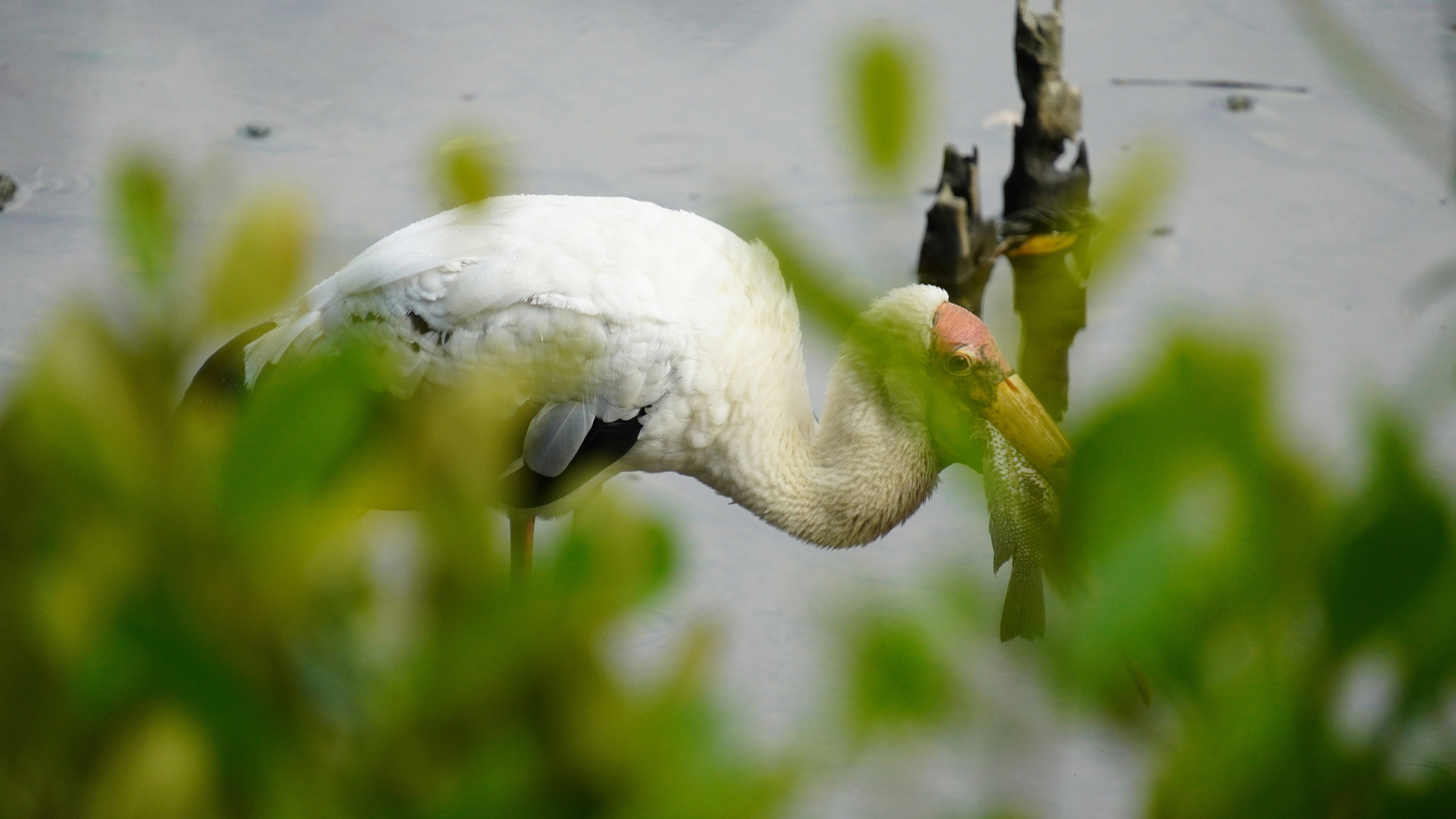 Curved Neck in Quiet Marsh: A Flamingo in Soft Focus