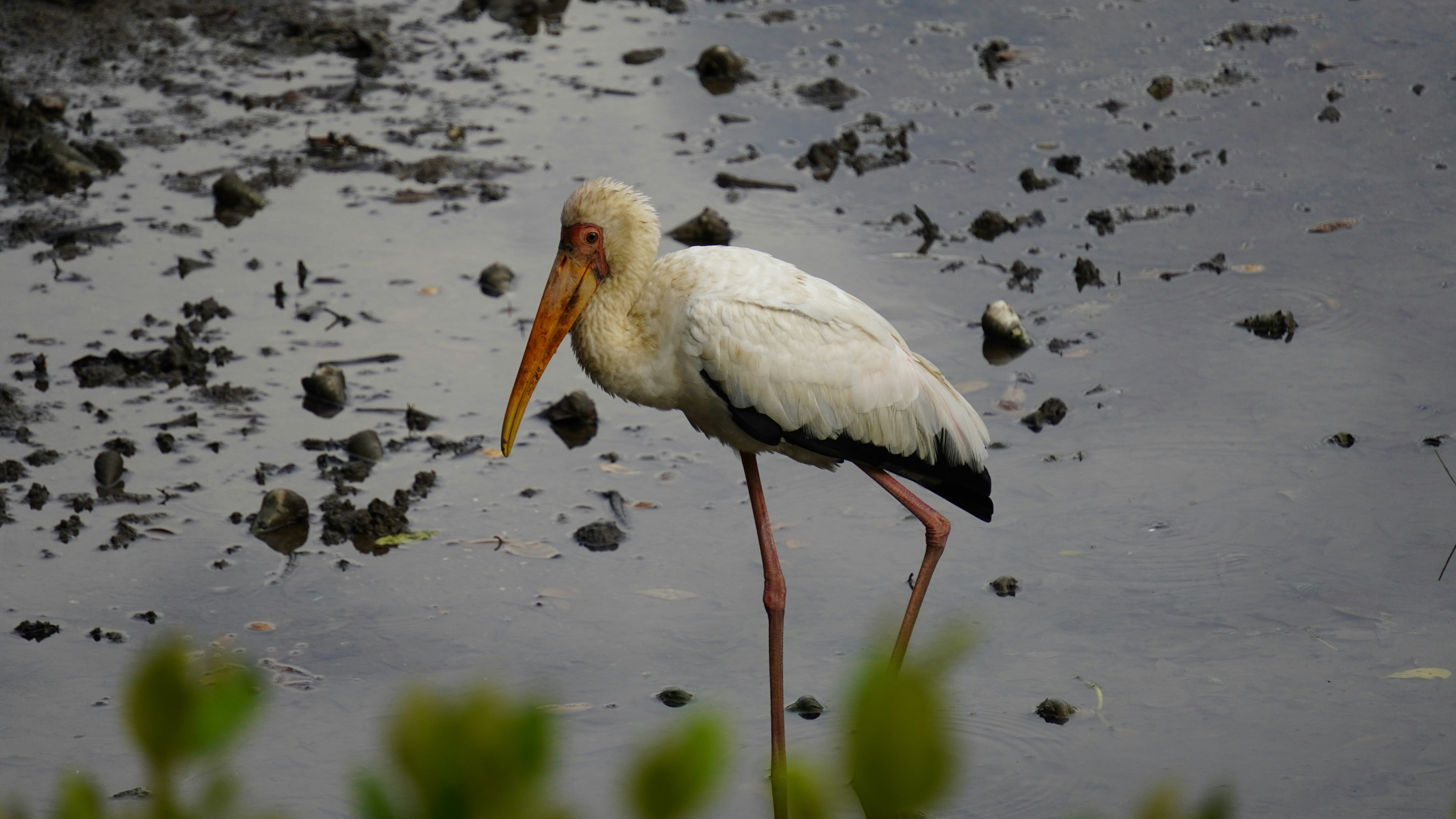 Striding White Stilt Across a Muddy Wetland