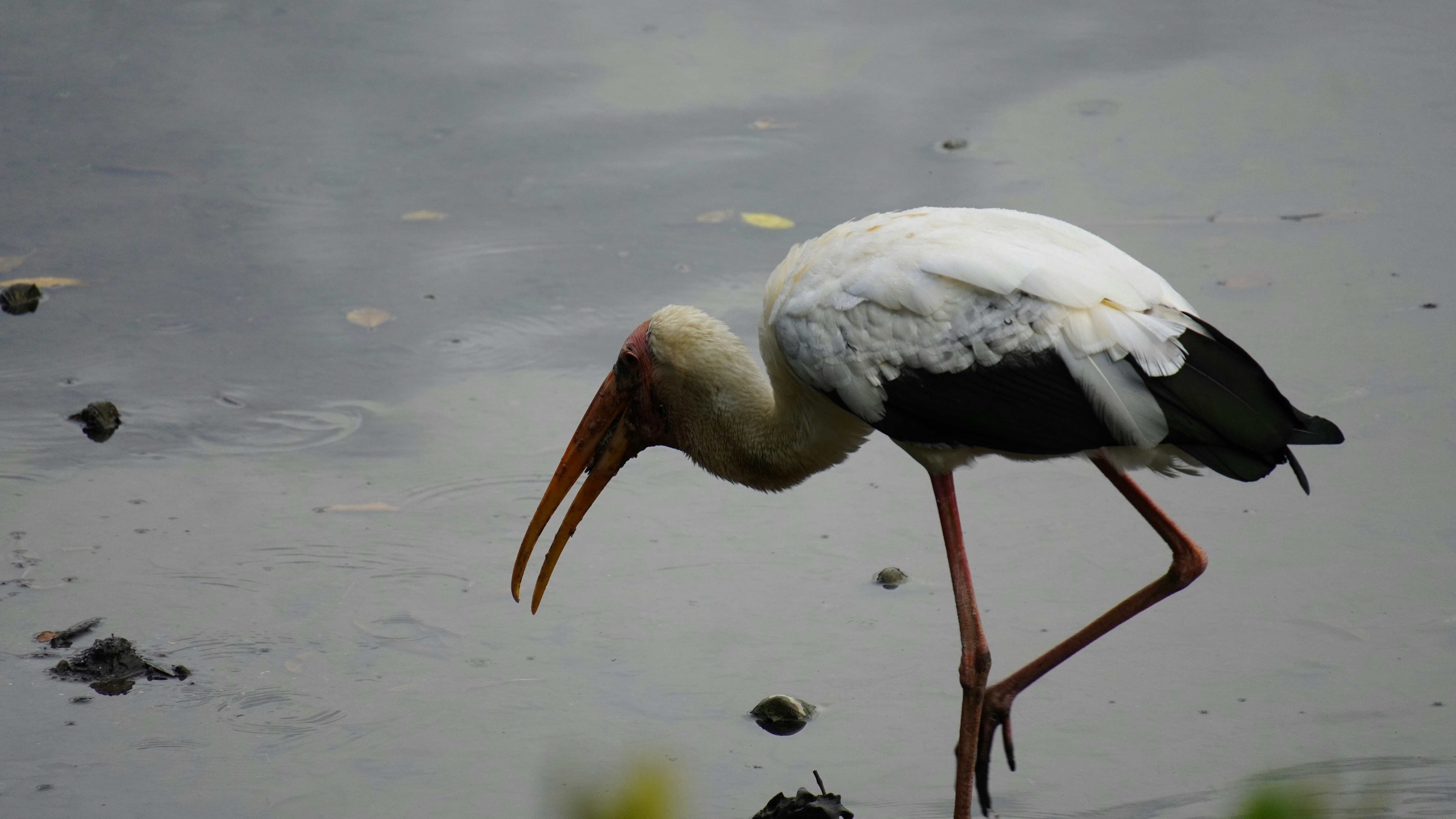 Long-beaked Egret at the Mudflat