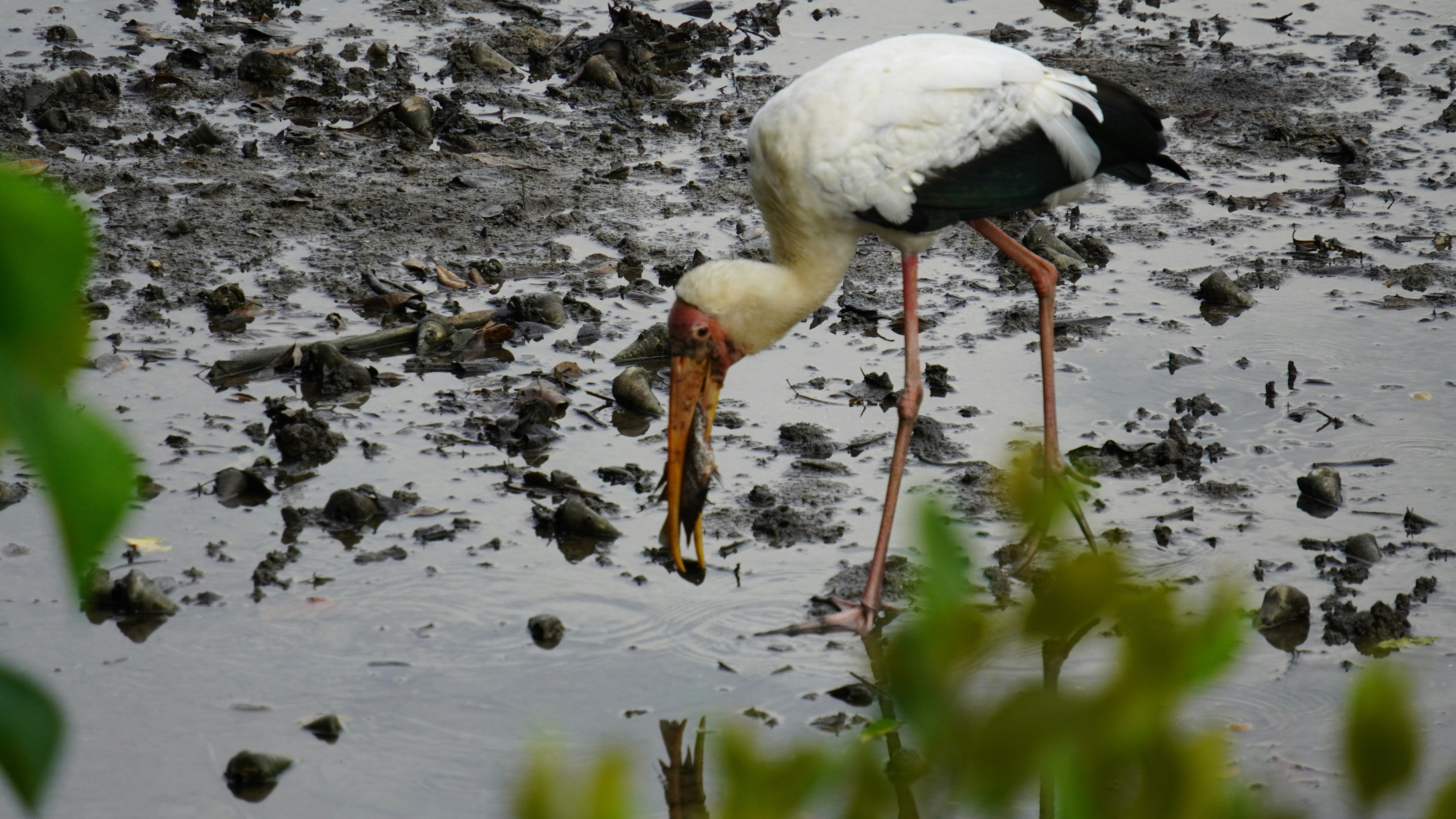 A White Stork Probing Mud for Dinner