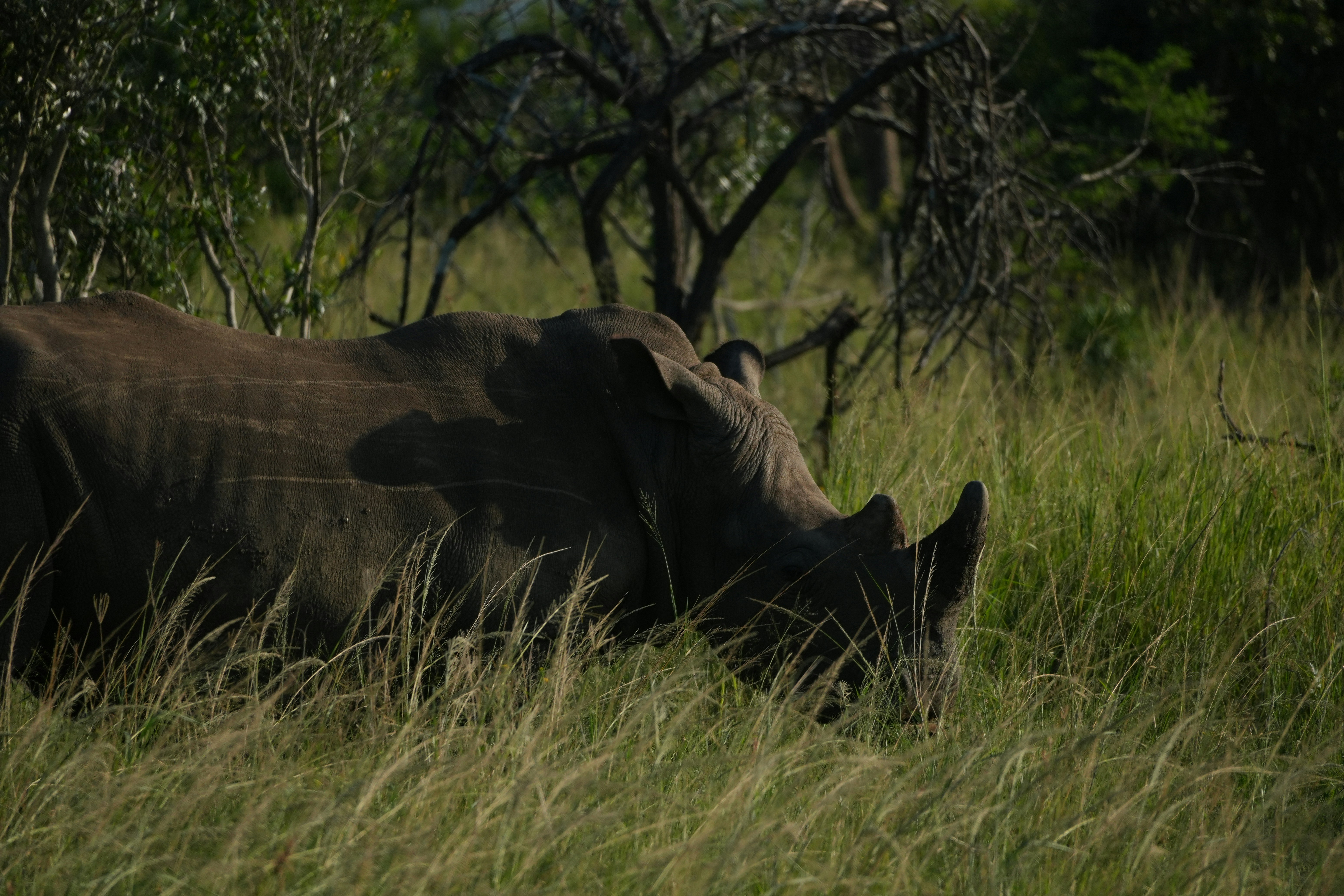 Hidden Giant in the Grass: Morning Rest under a Whispering Tree