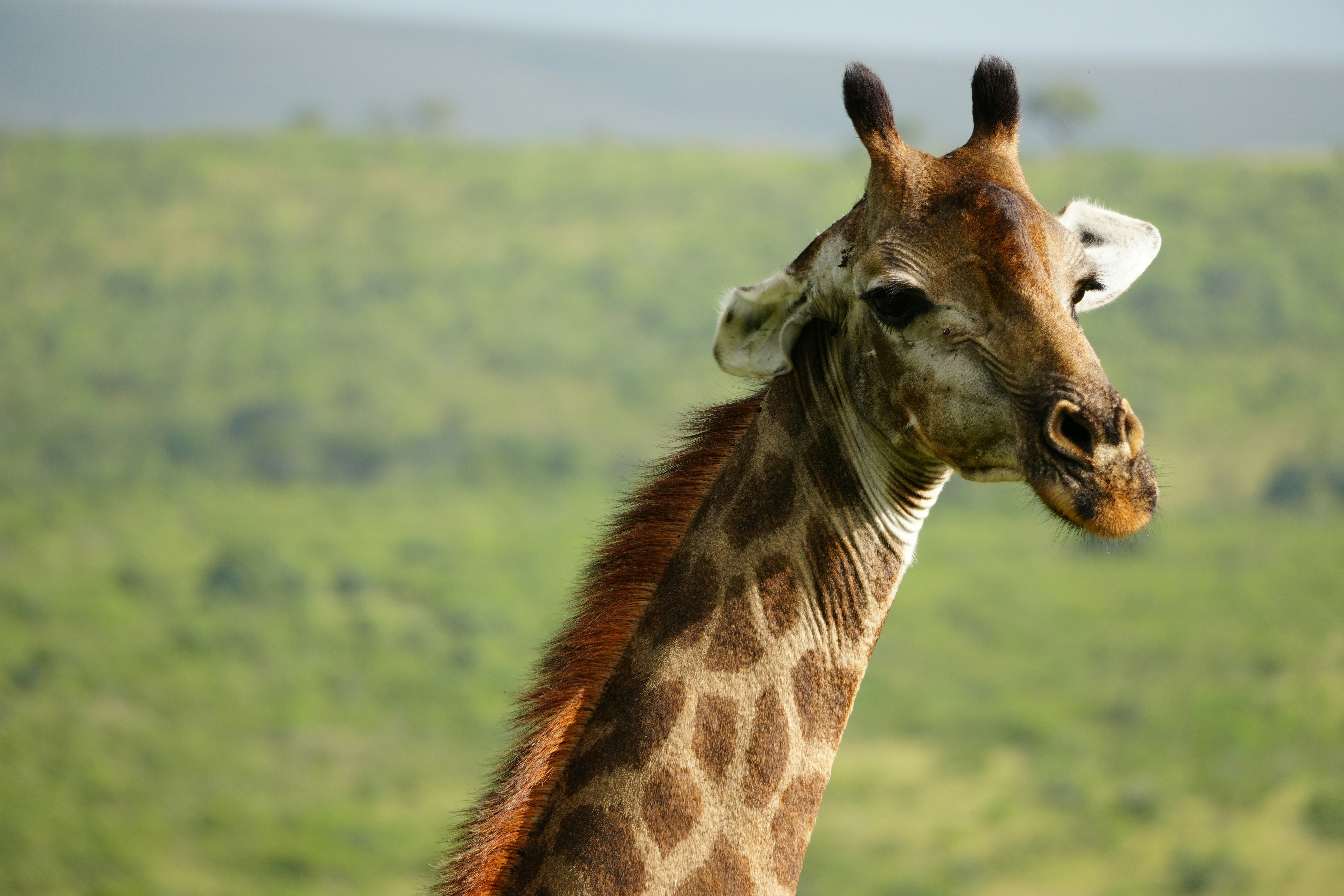 Giraffe Portrait: A Curved Neck and Curious Gaze