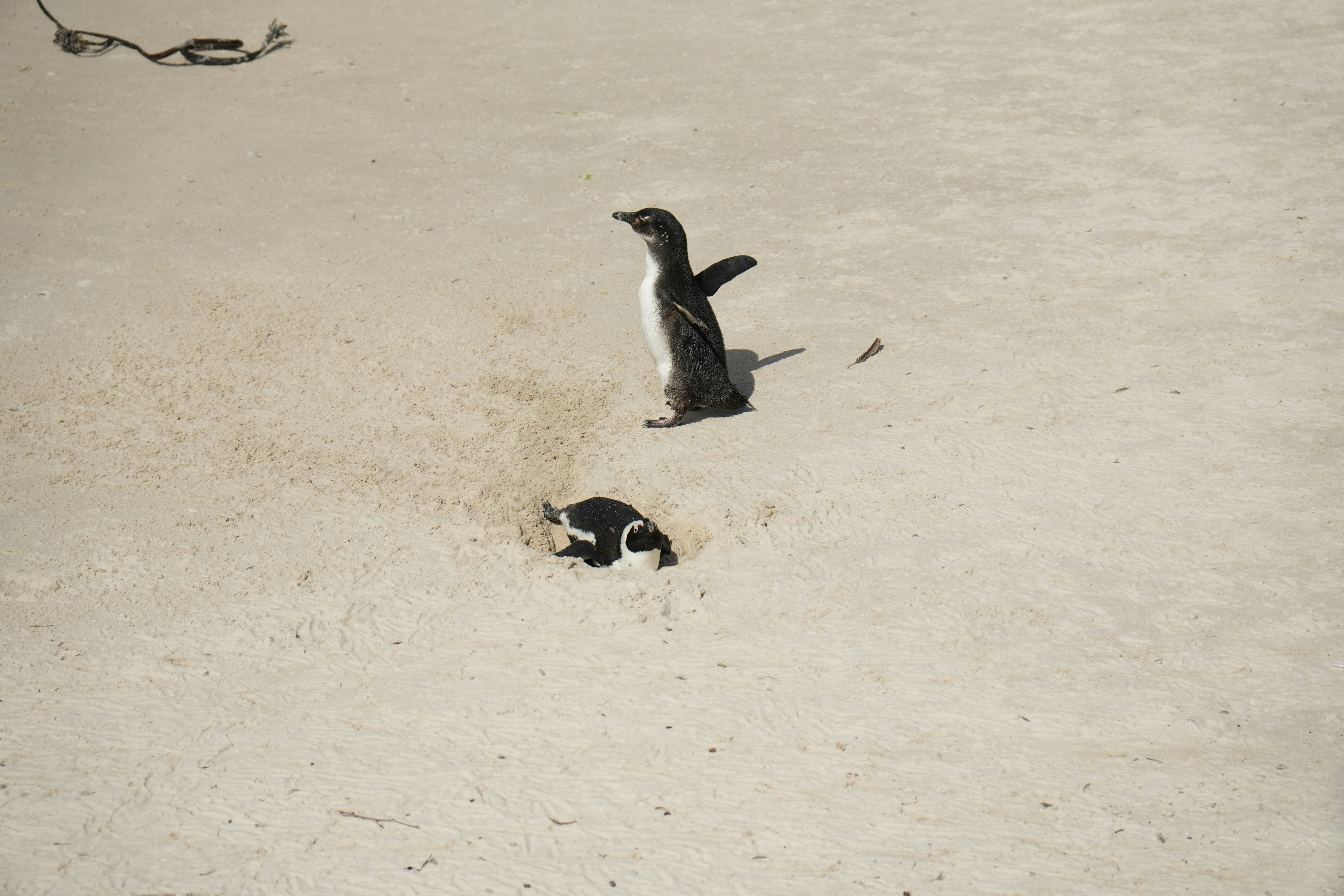 Penguin on White Sands: A Moment of Stillness