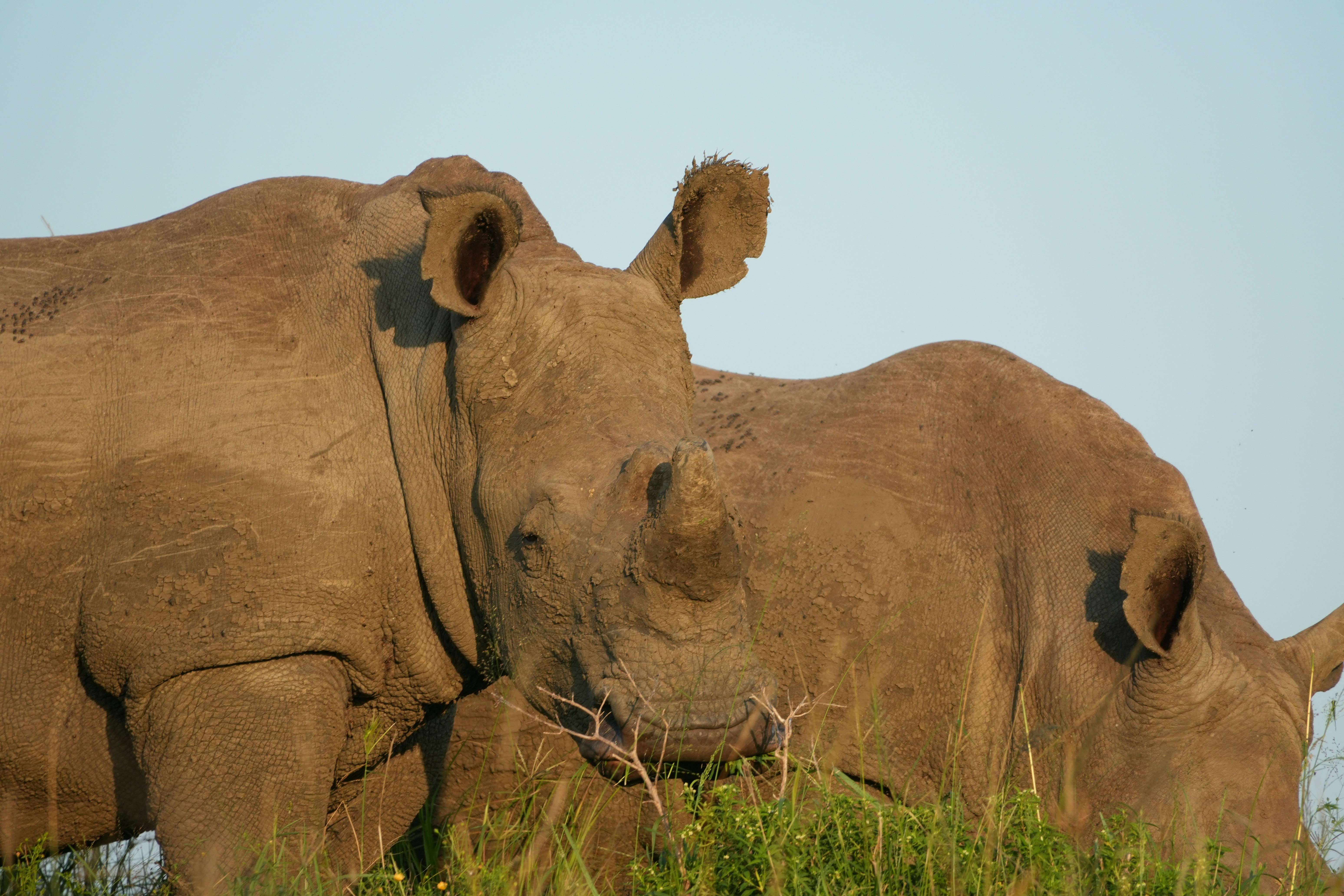 Twin Grounded Giants: Rhinos in Late-Day Gaze