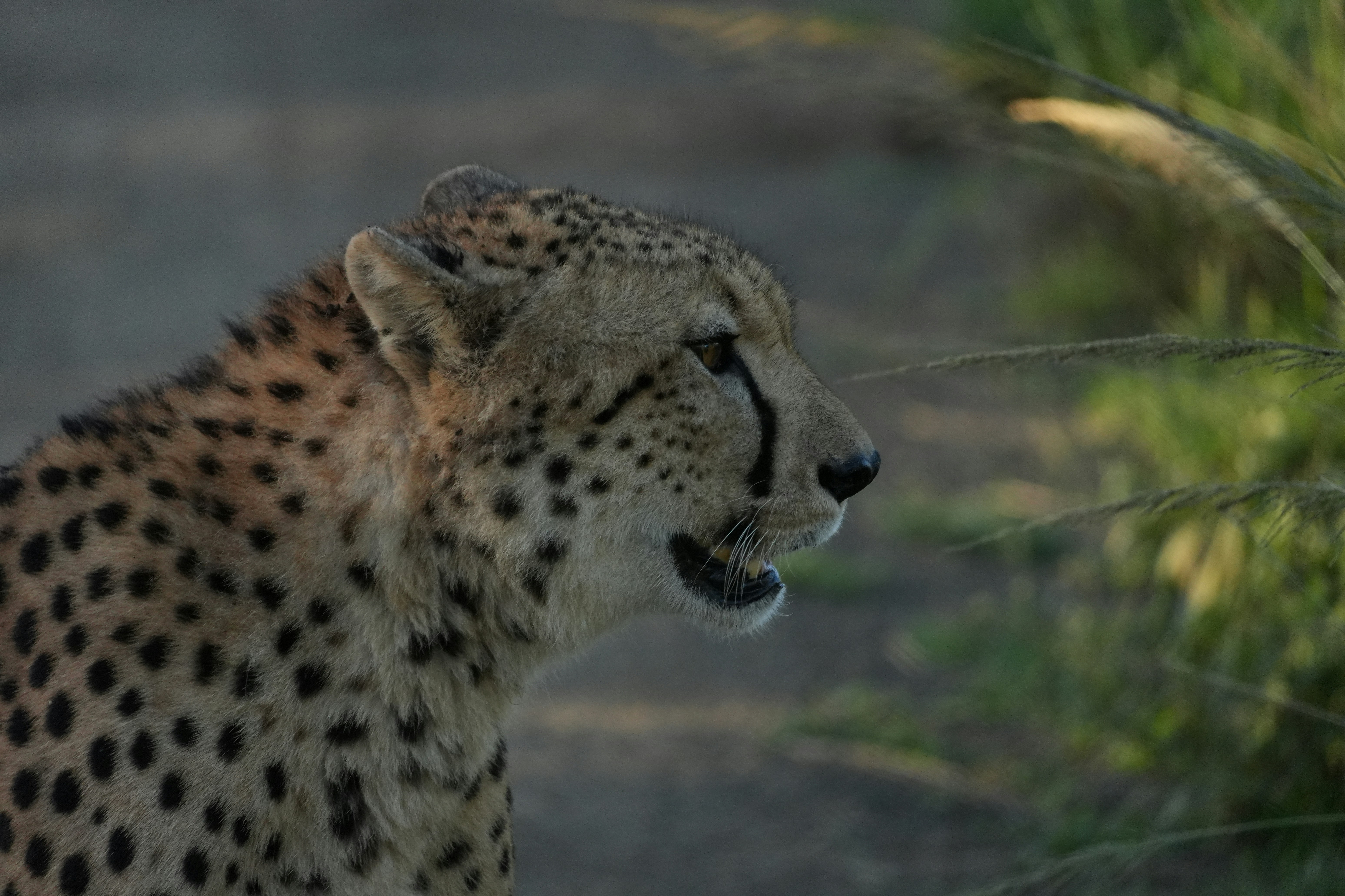 Cheetah Profile in Quiet Shadow