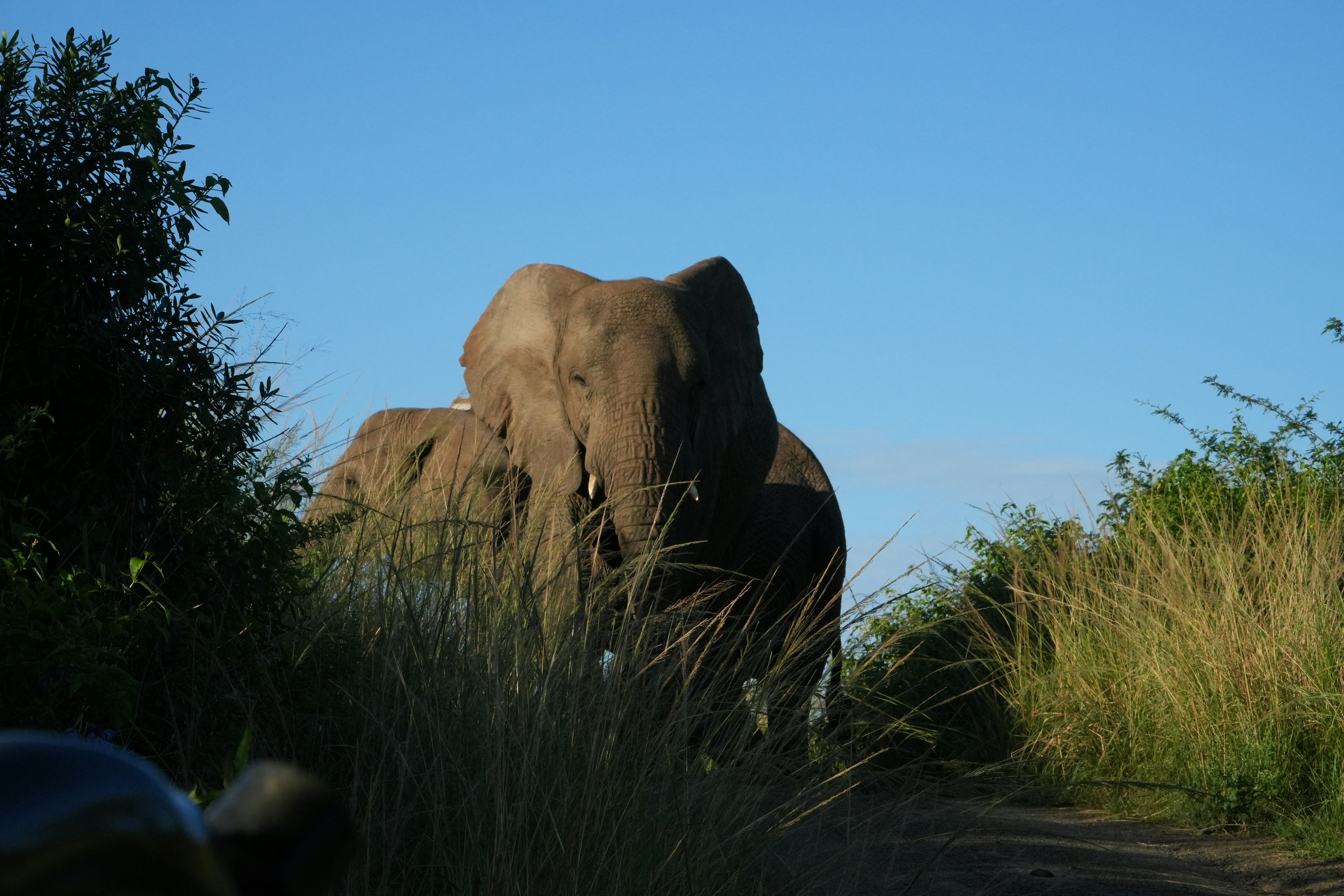 Dawn Sentinel: A lone elephant amid tall grasses