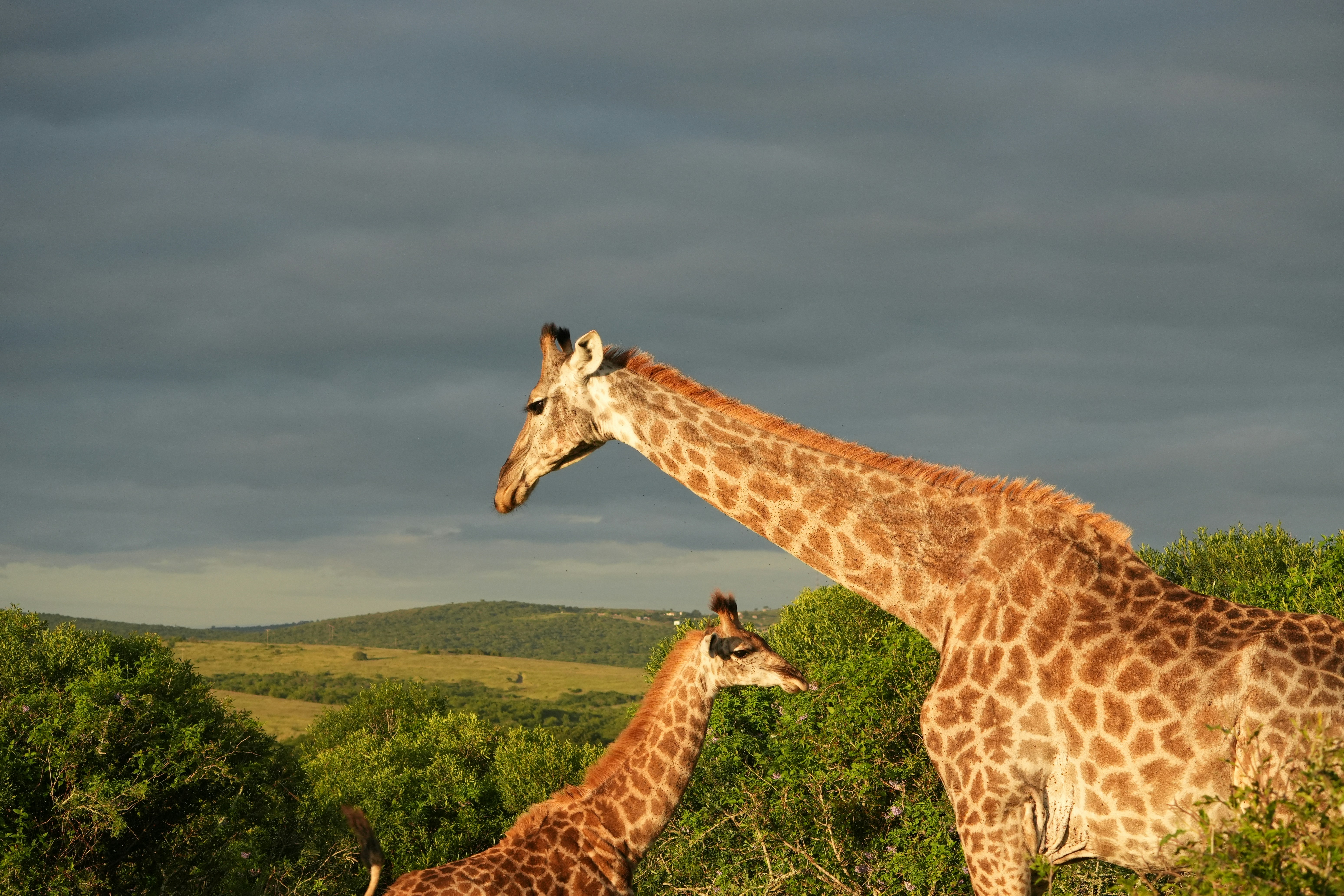 Giraffe and calf in a natural landscape under cloudy sky.