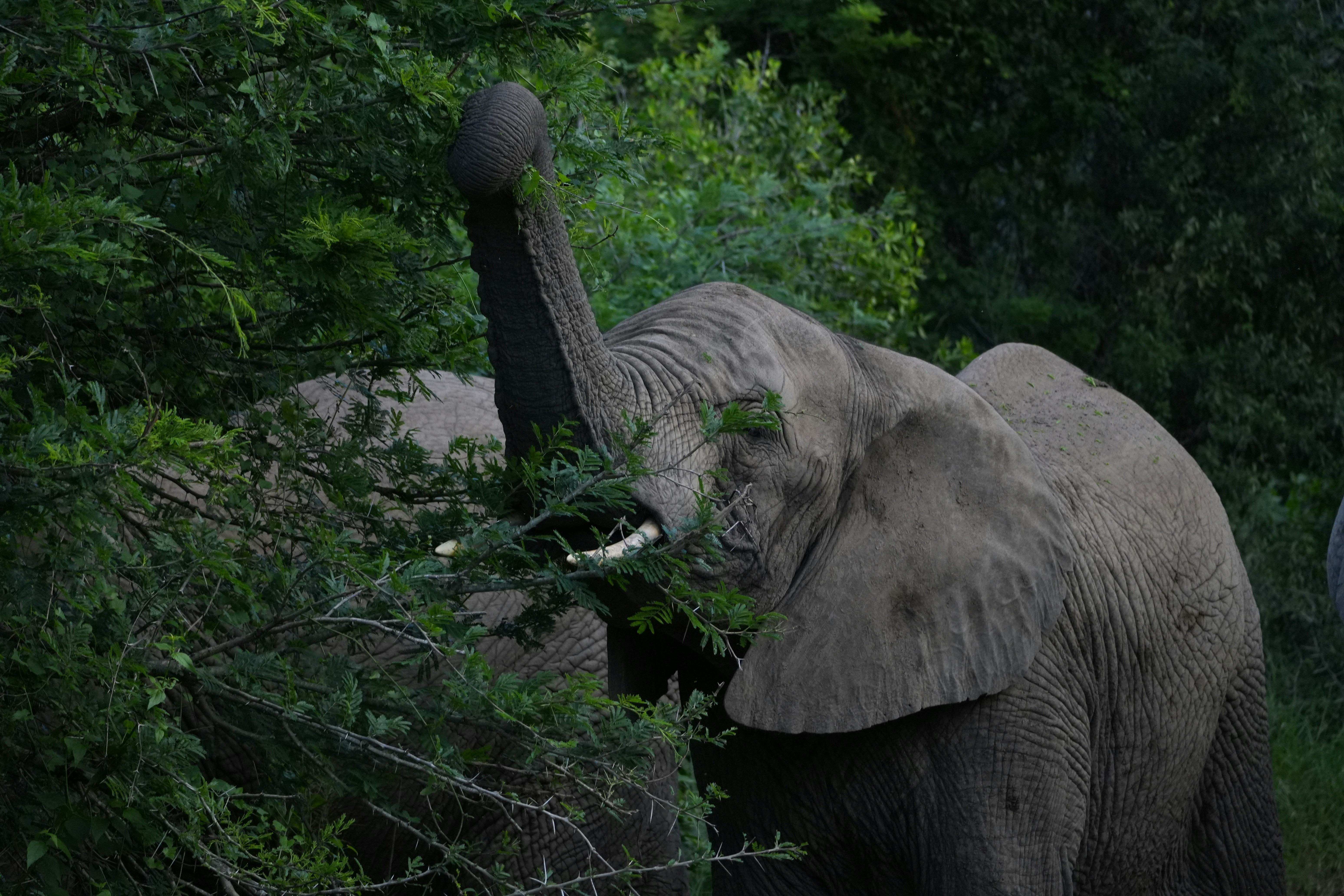 Giant Emerges from the Green Corridor