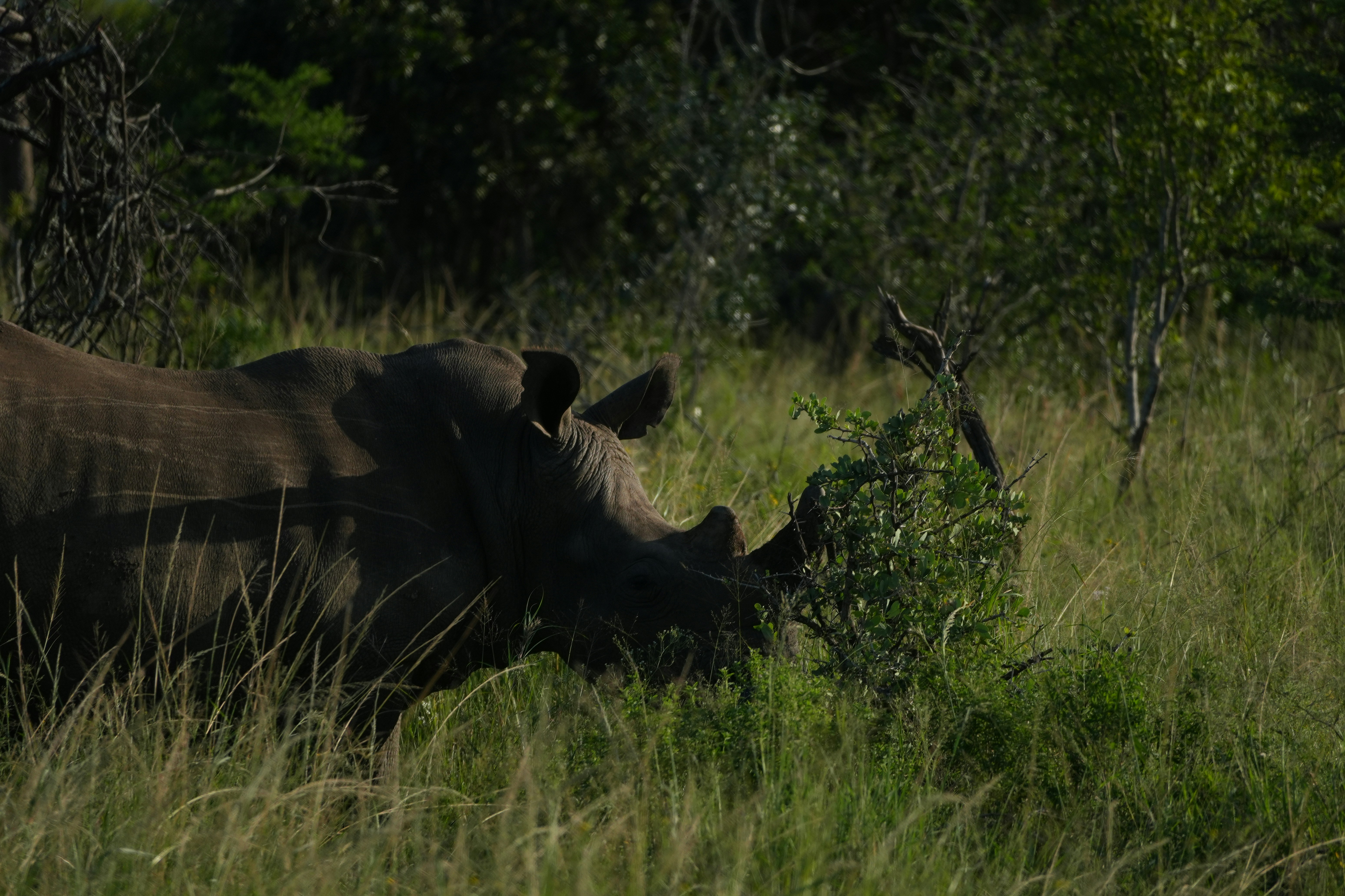 Hidden Gentle Giant: A Rhinos Silent Graze in Tall Grass