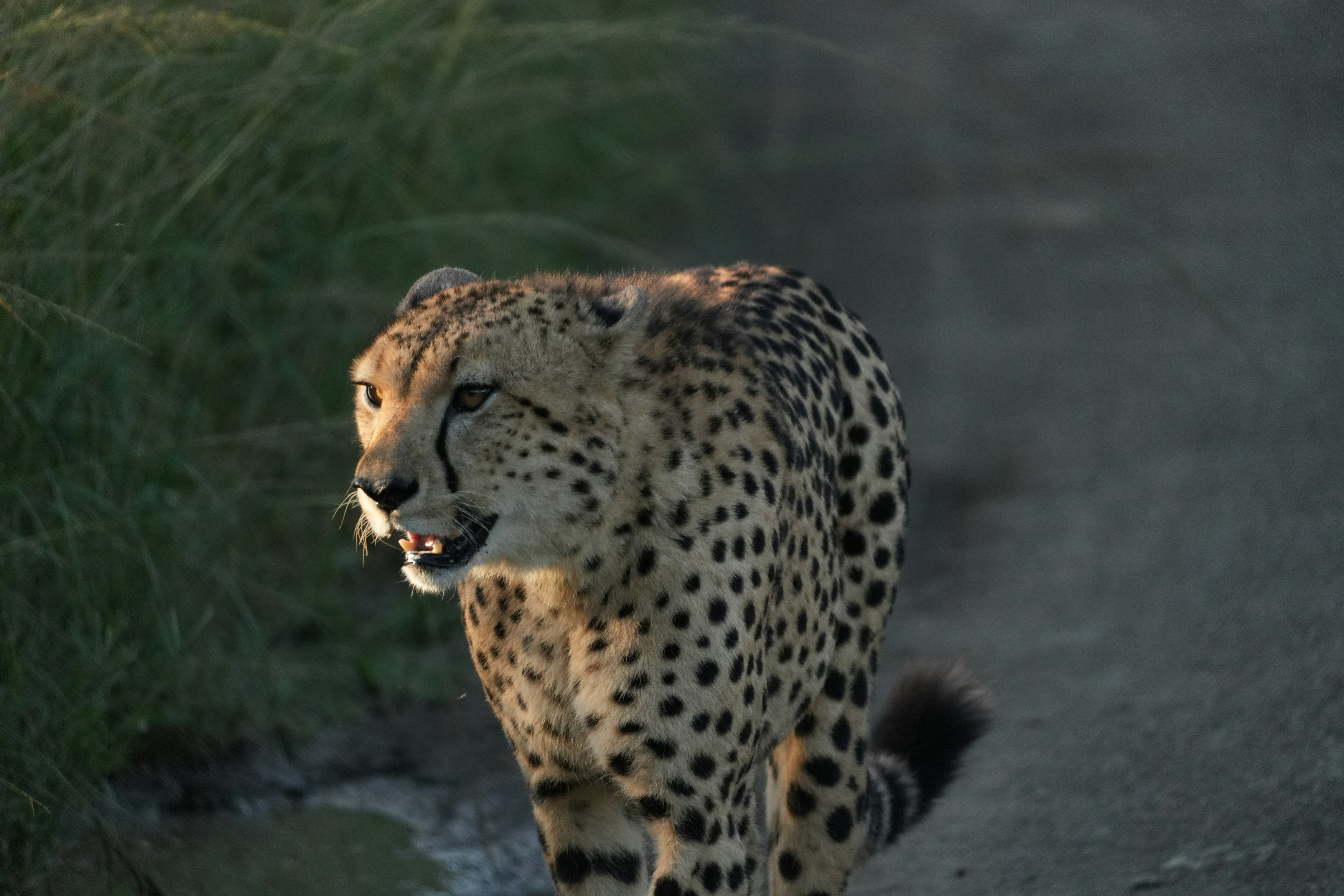 Leopard on a sunlit trail: a quiet stare at the edge of the path