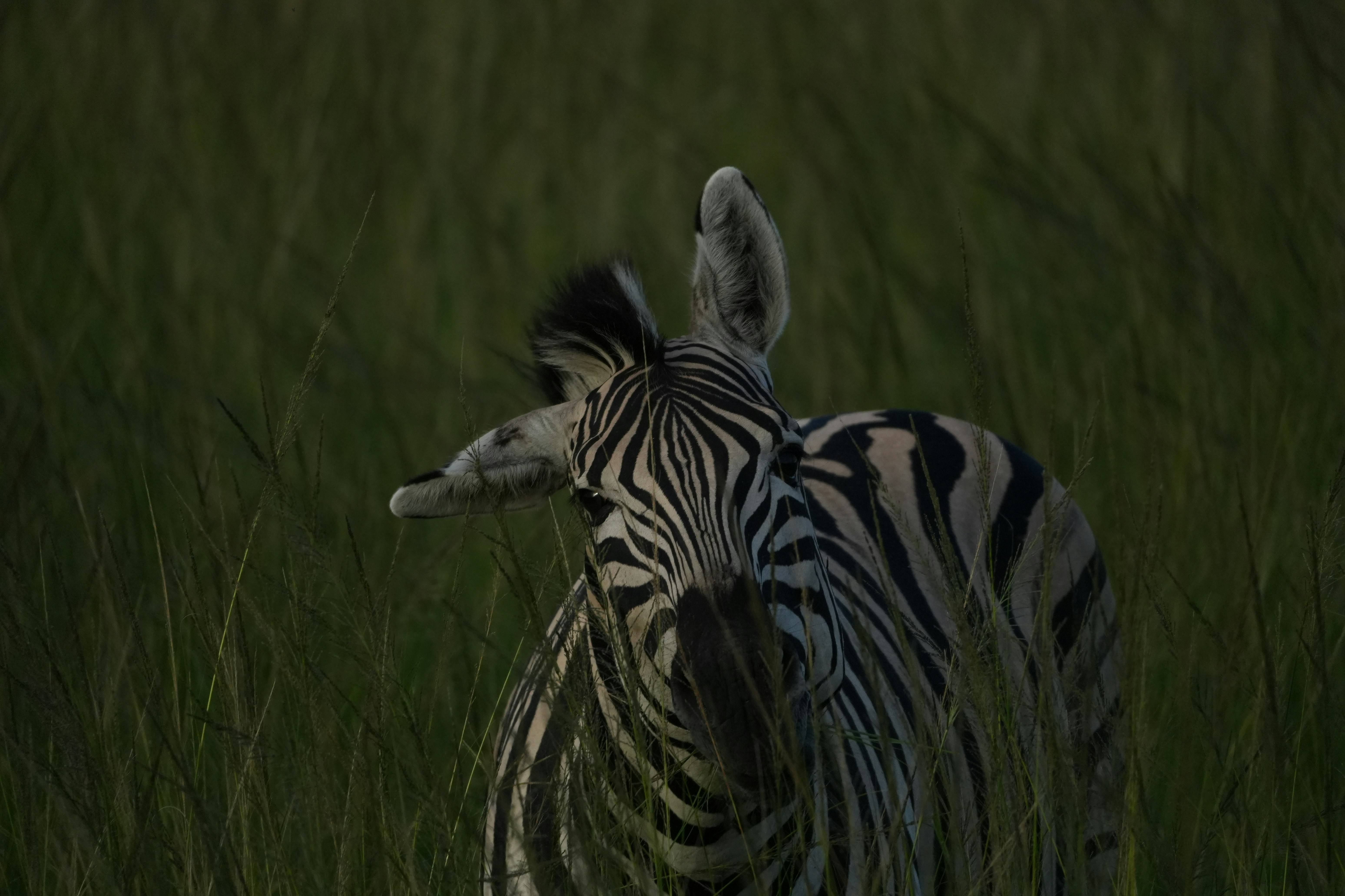 Midfield Zebra Emerges from Tall Grass