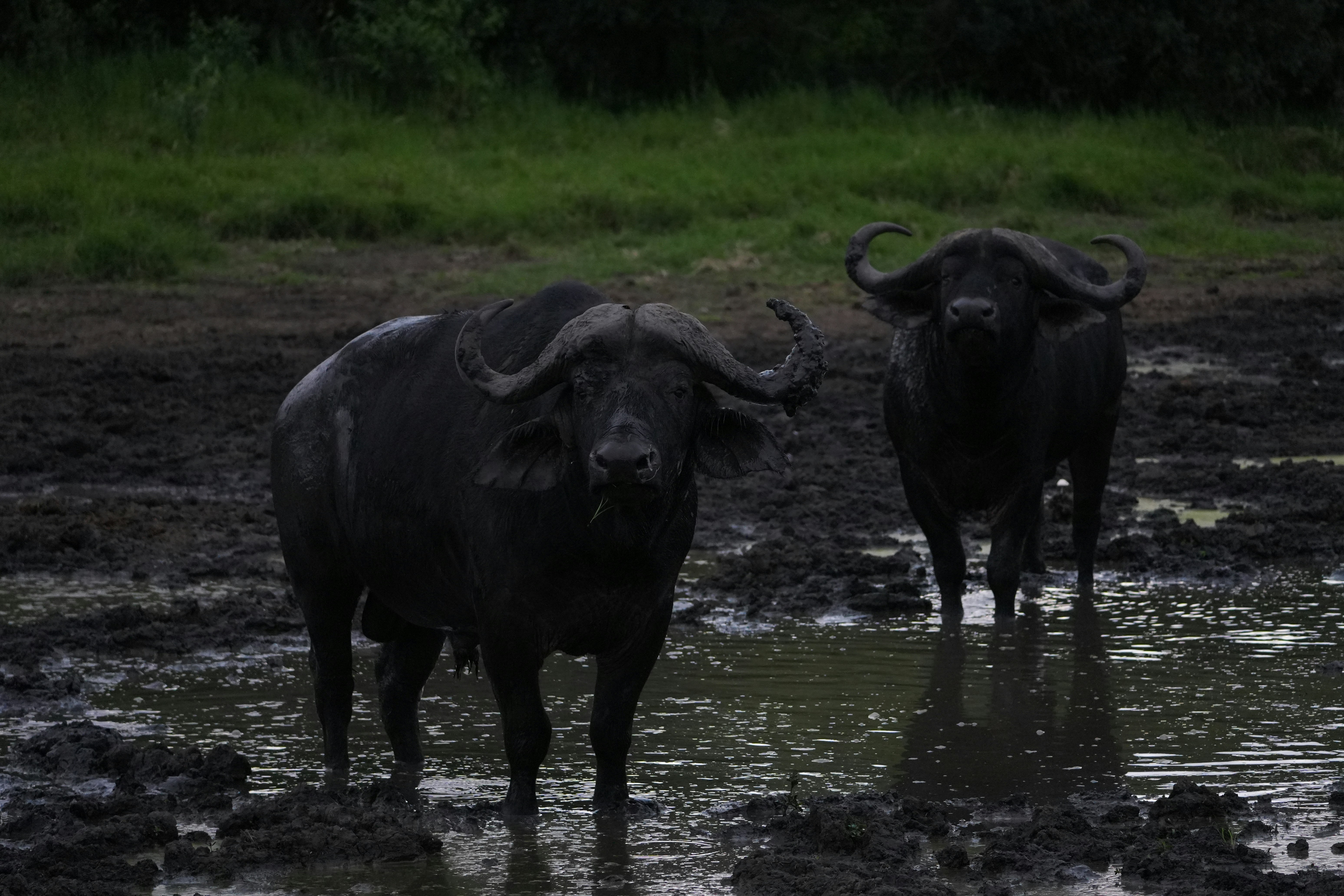 Dark Water Crossing: A Pair of Water Buffalo Stand Grounded in Mud