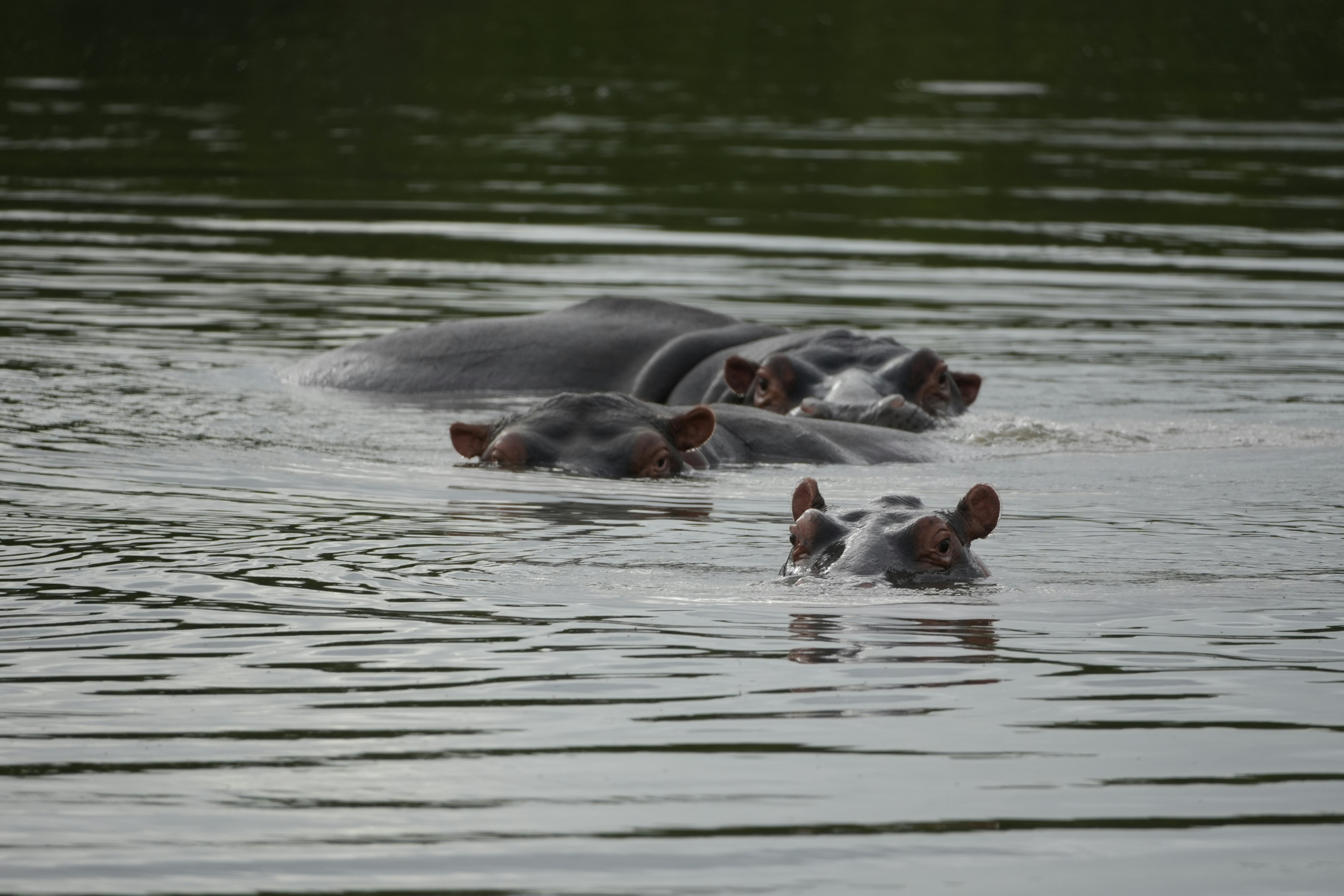 Hippos in a Glassy Wake