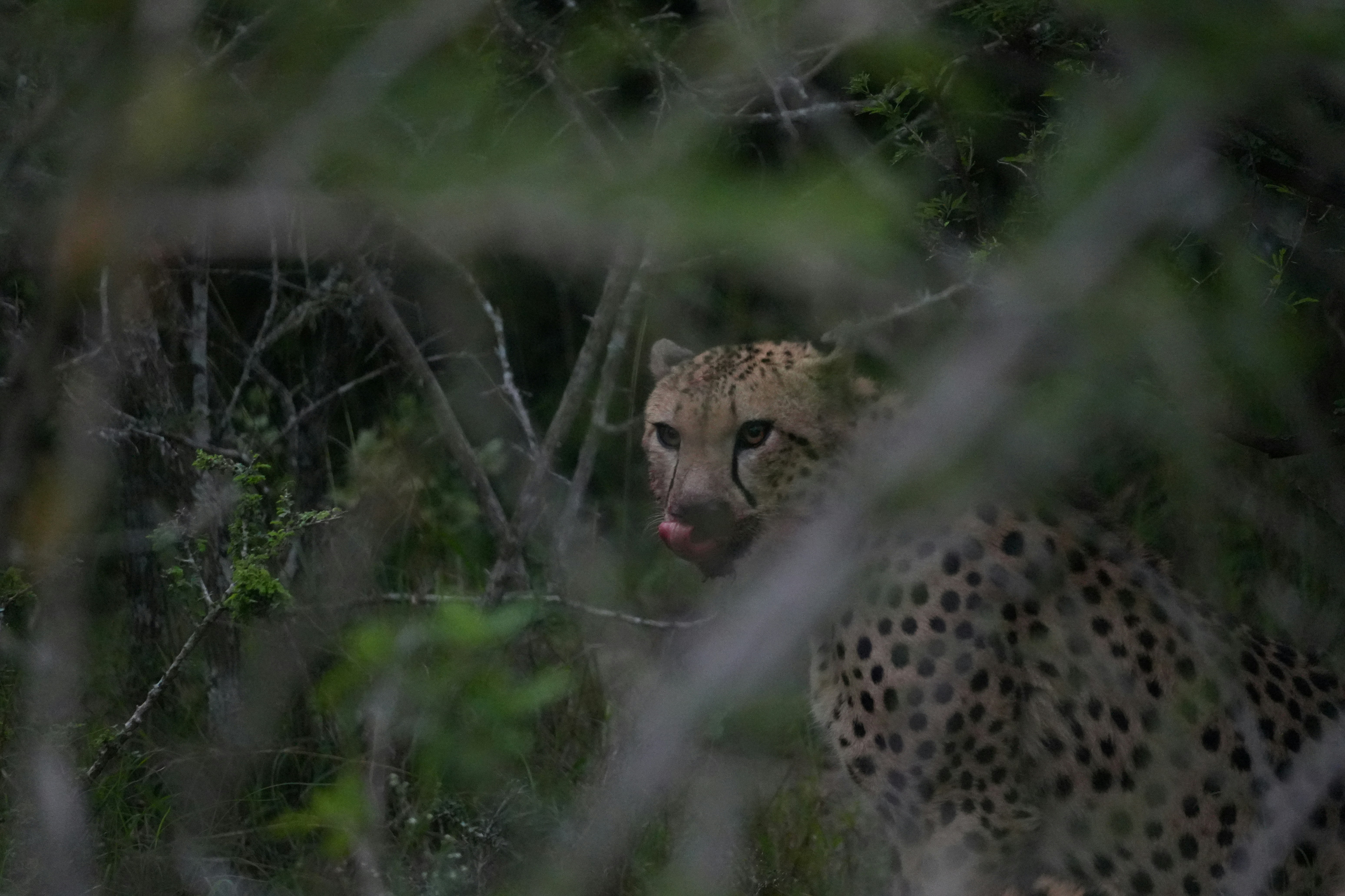 Hidden Predator: Leopard in the Shade