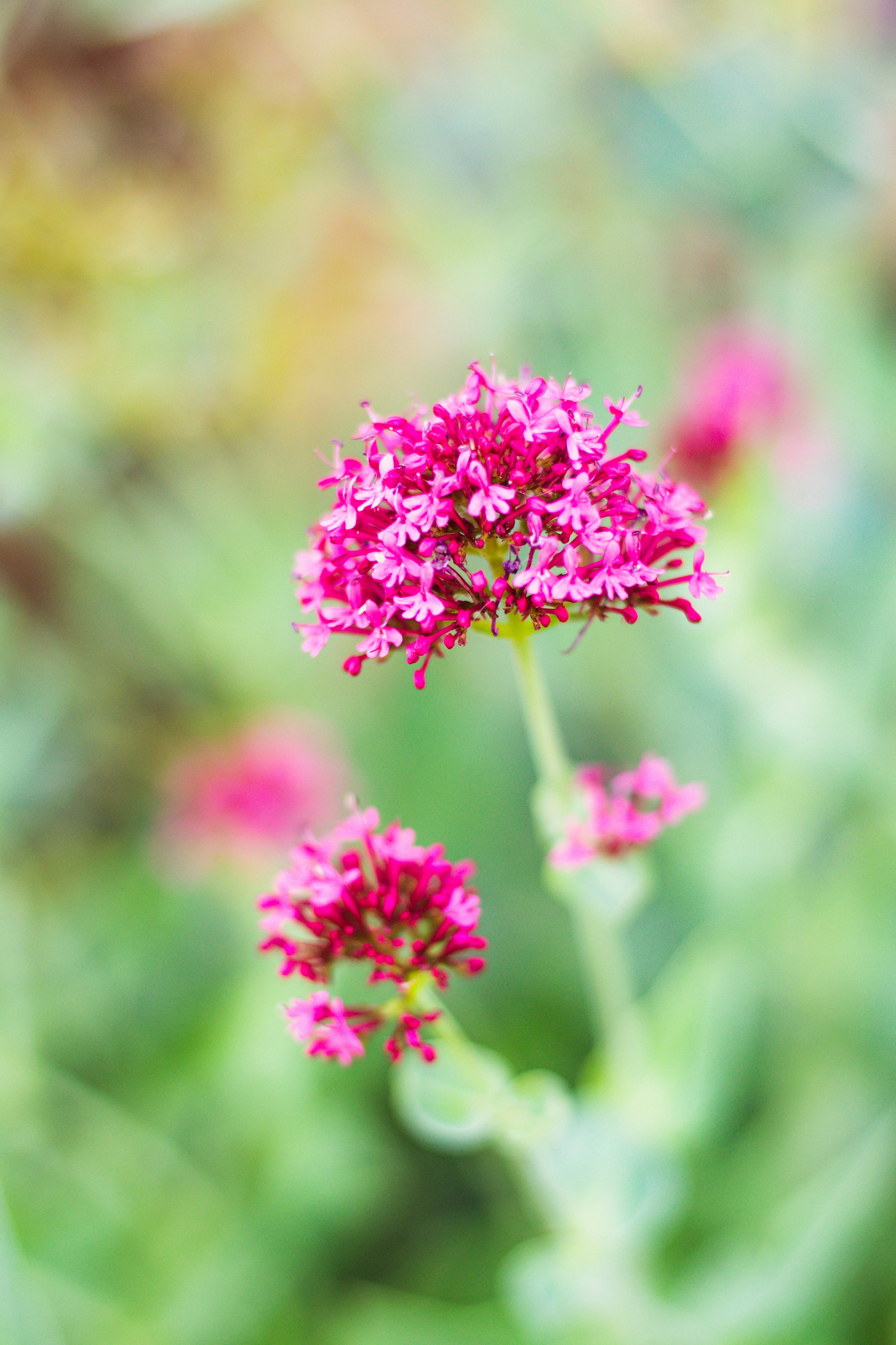 Crimson centerpiece: a bright pink bloom rising from a soft green blur