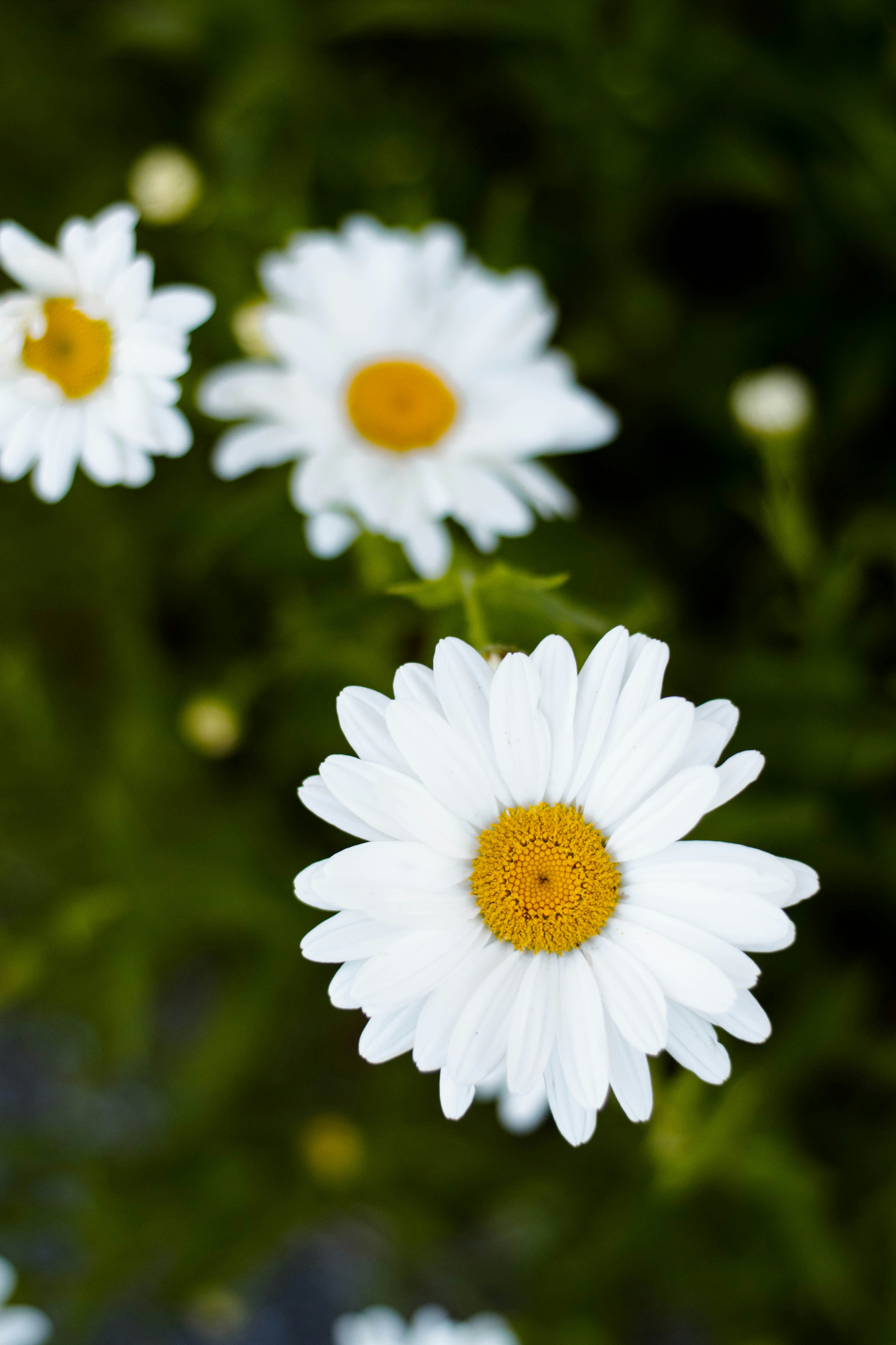 Close-up of a daisy in crisp focus against a soft green backdrop