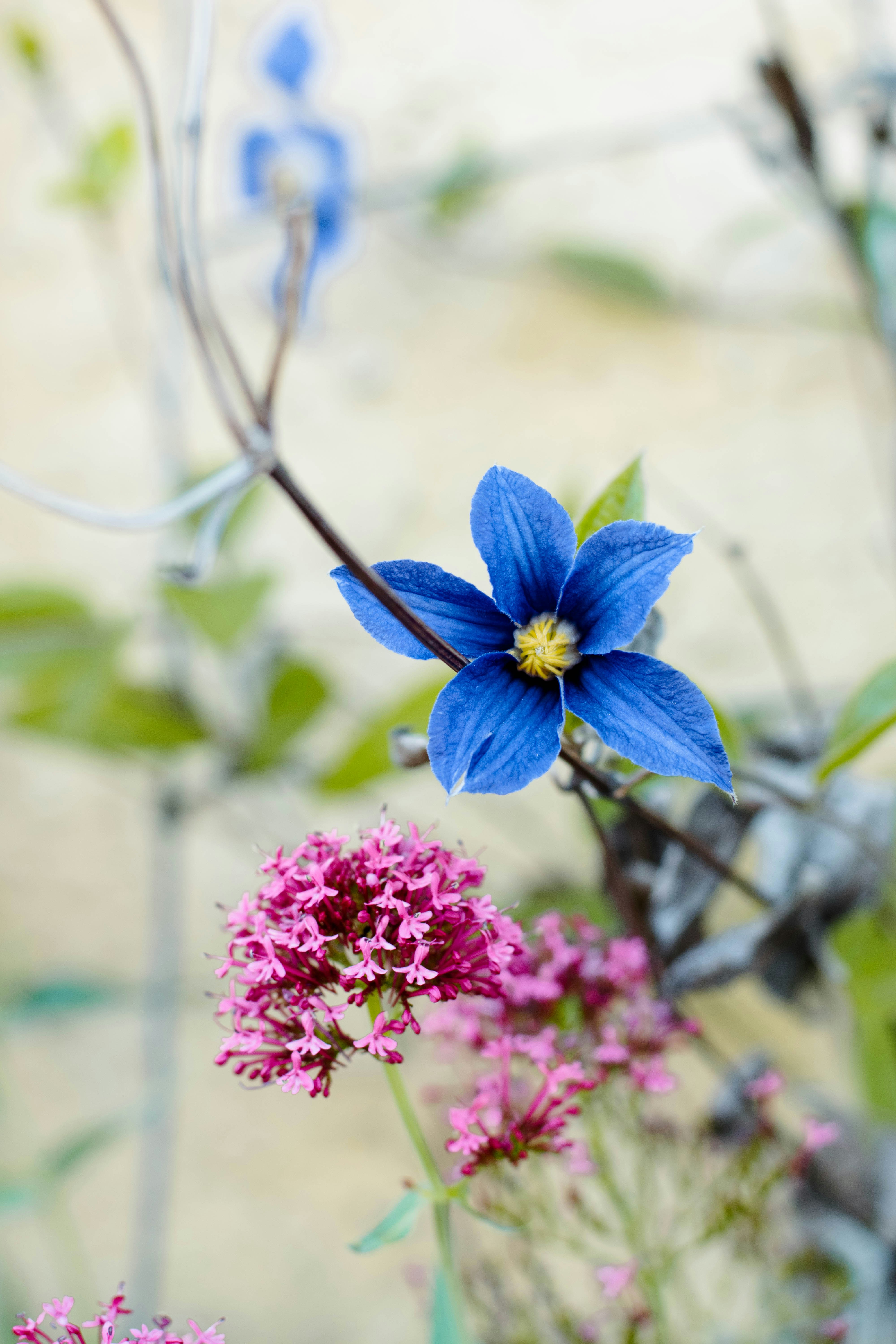 Blue Star Amid Pink Clusters: A Delicate Garden Moment