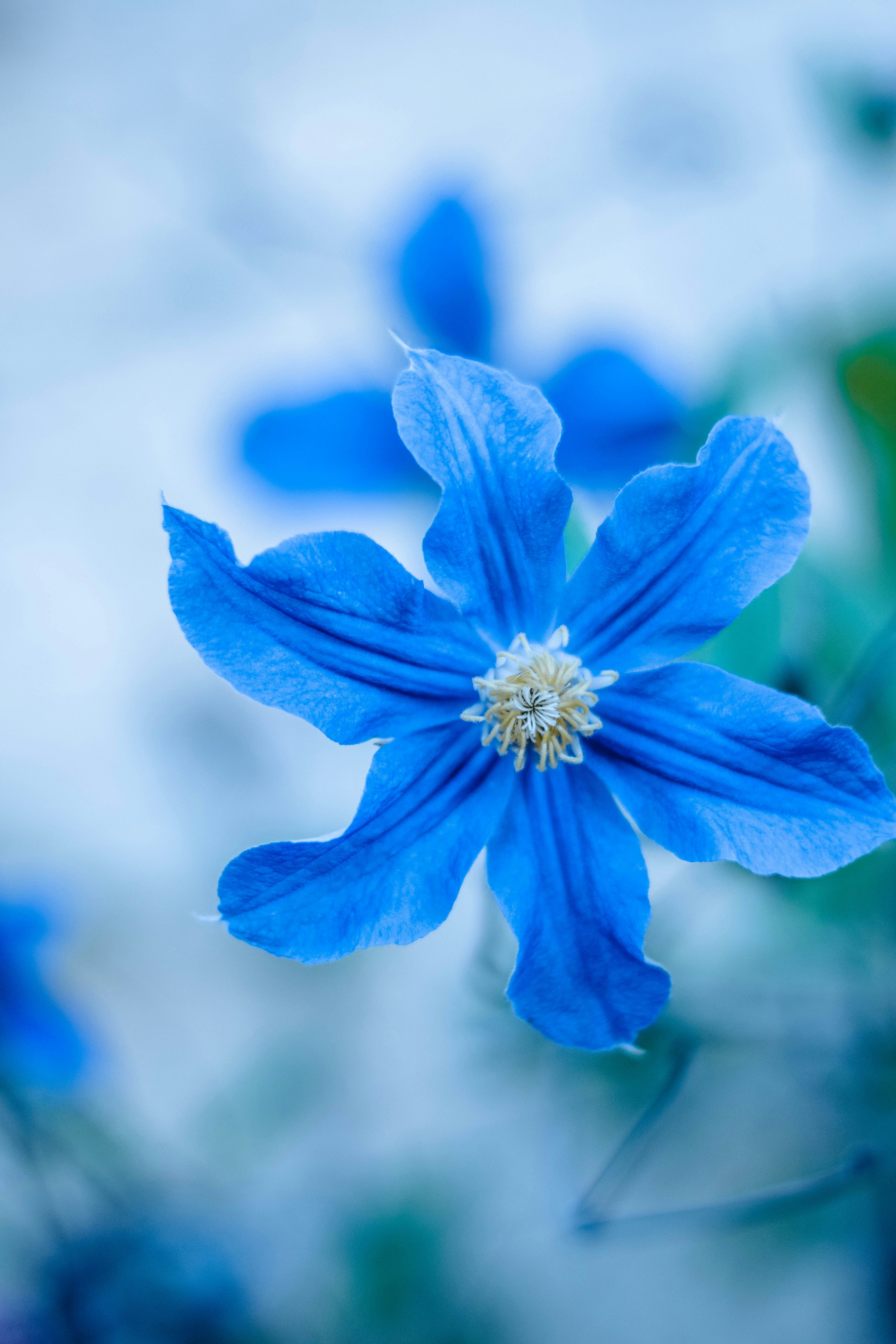 Blossom in Focus: A cobalt bloom with velvet petals
