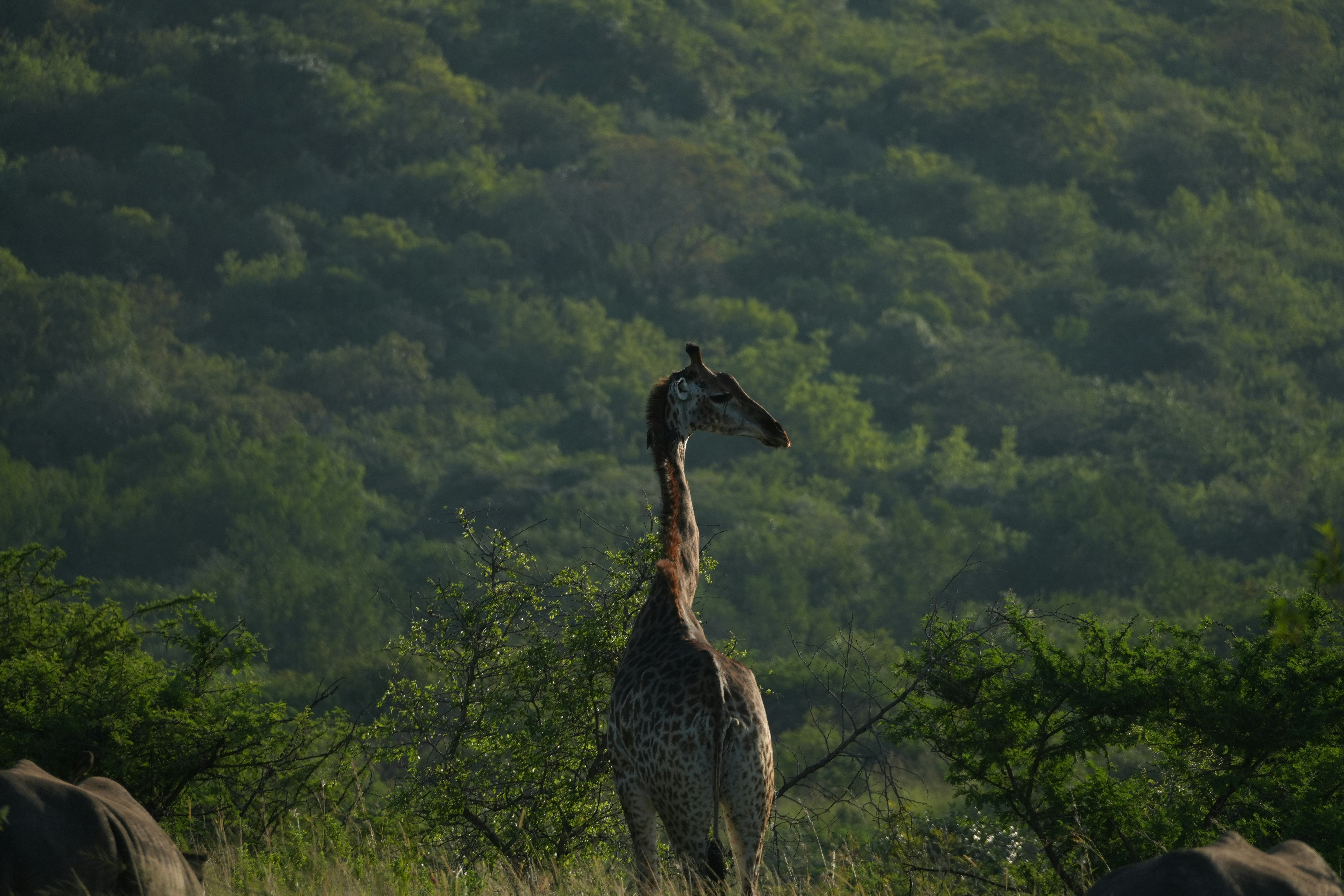 Giraffe Sentinel at Dusk: A Quiet Silhouette Above the Grass