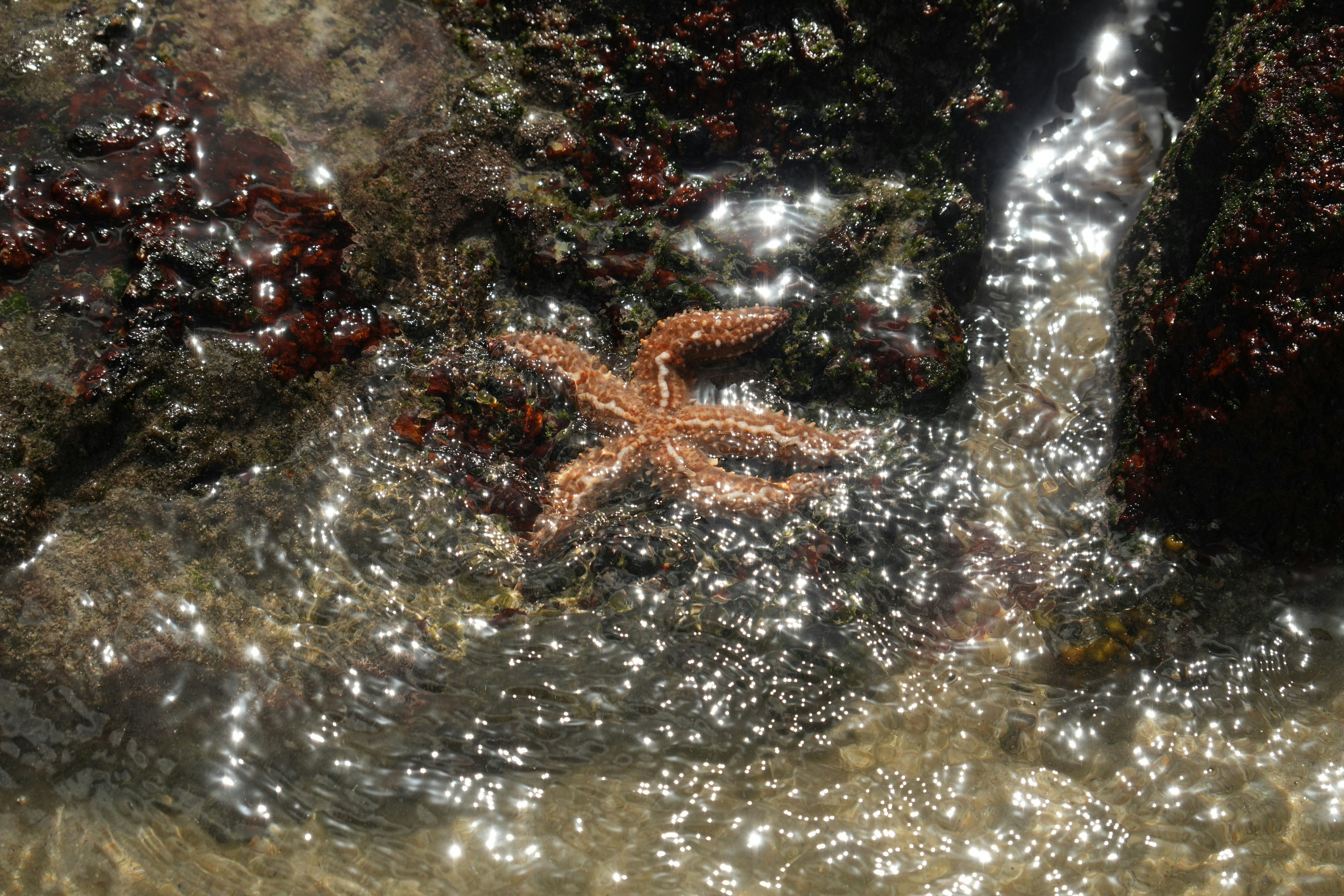 Starfish in Tide-Splashed Rock Nook