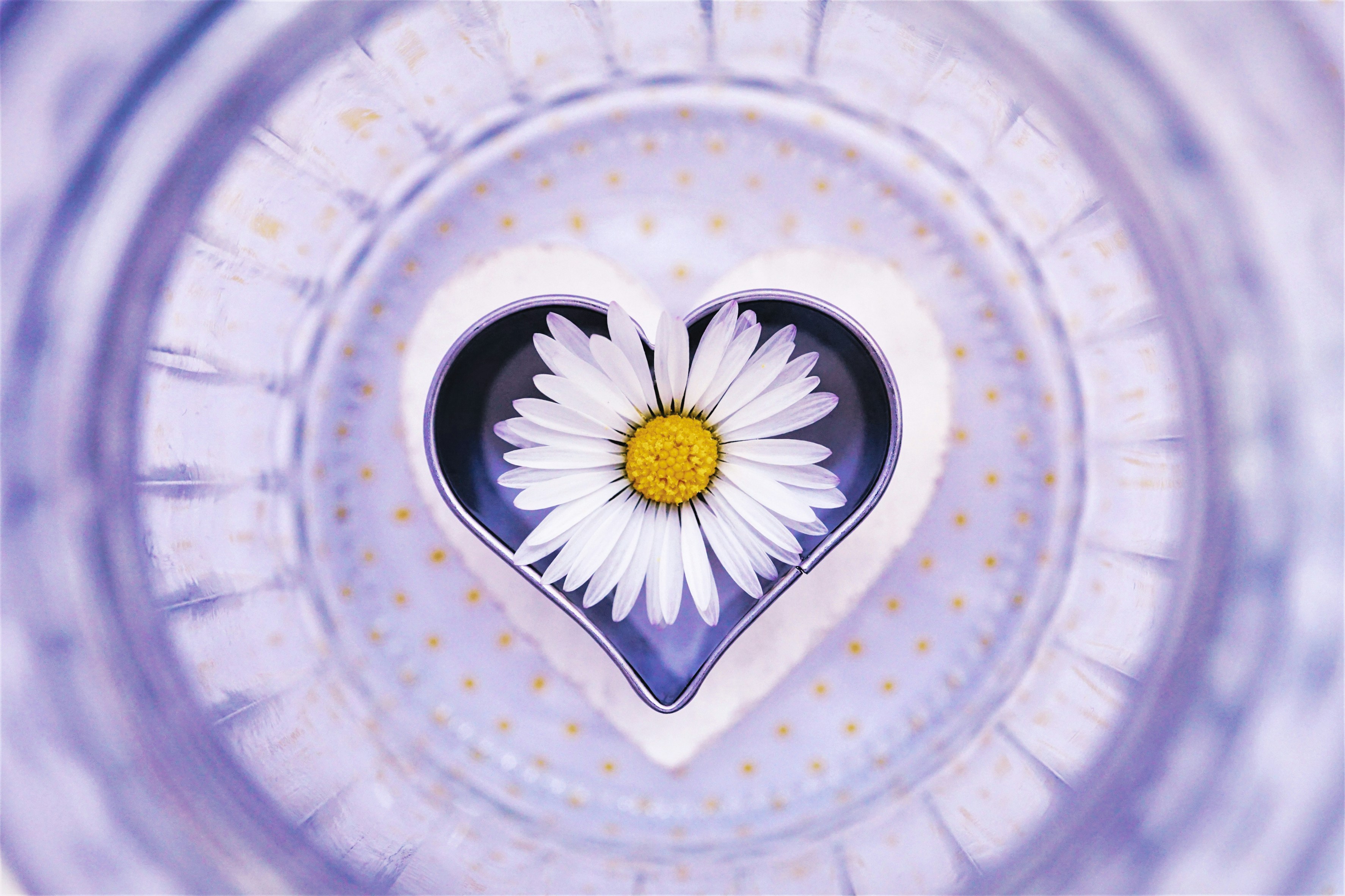 Heart of a Daisy: A Petal-Front Perspective Through a Glass Vessel
