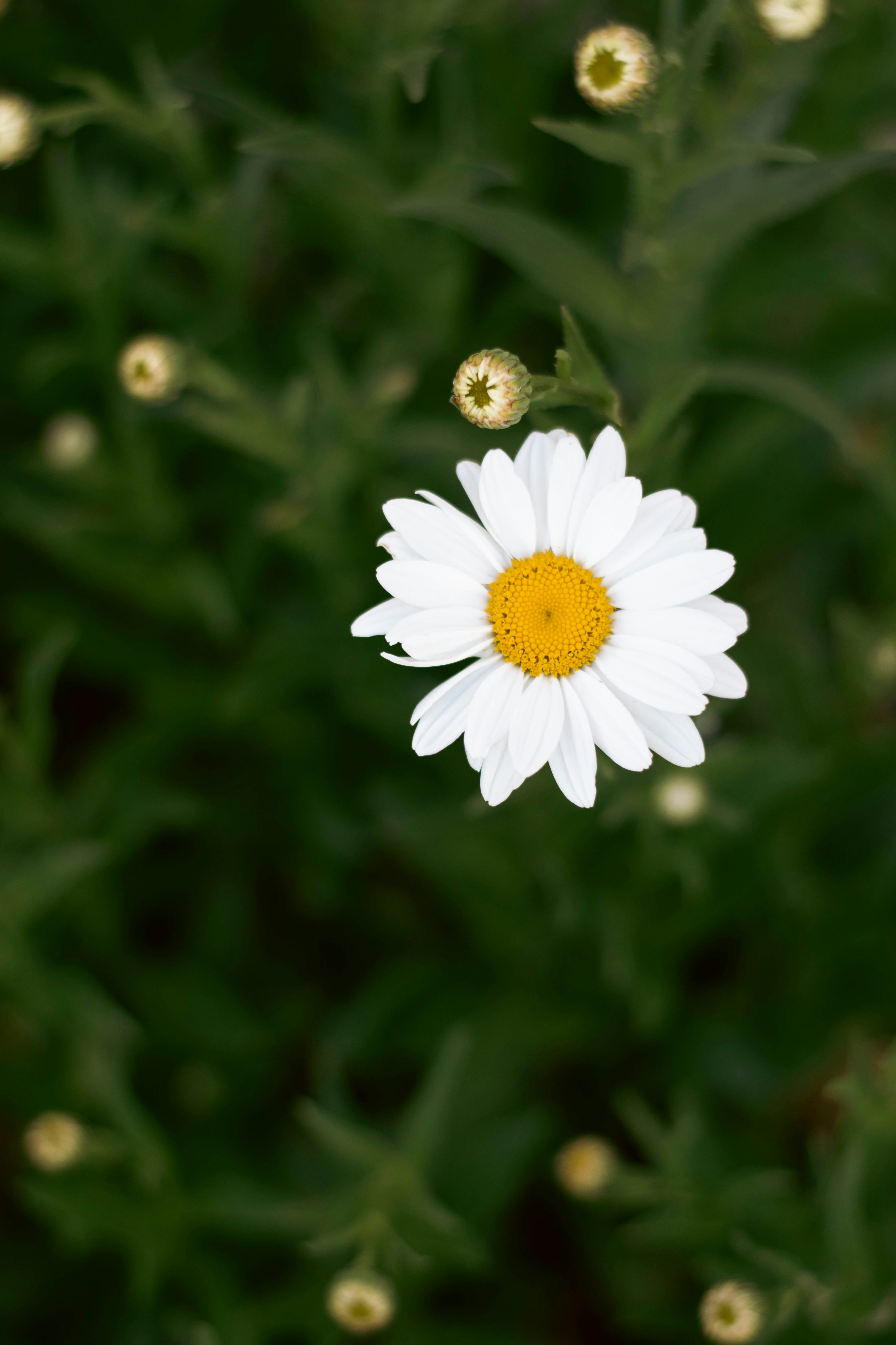 White Daisy Spotlight: A lone bloom against a sea of green