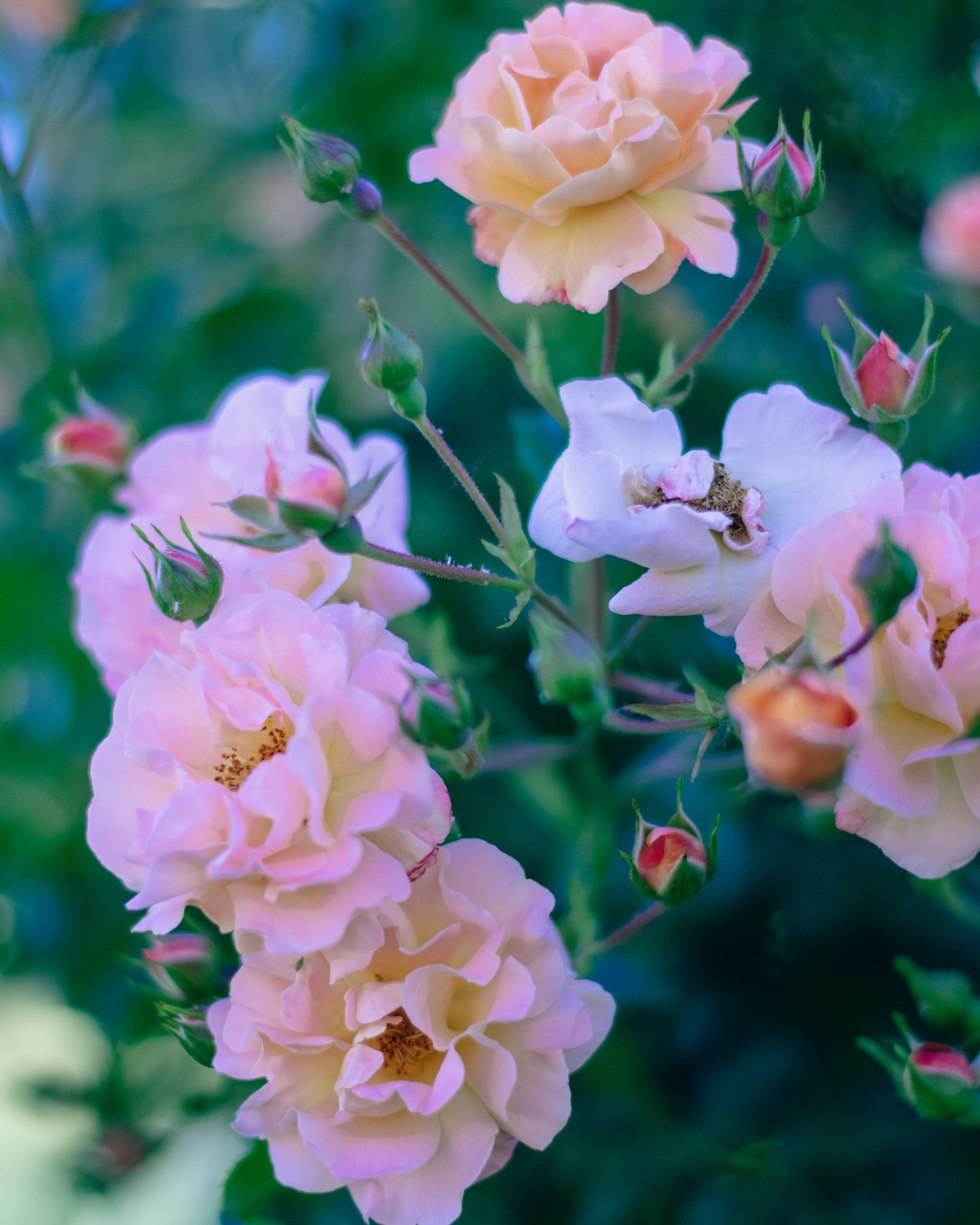 Soft Petals in Bloom: Rosy Hues and Hidden Buds