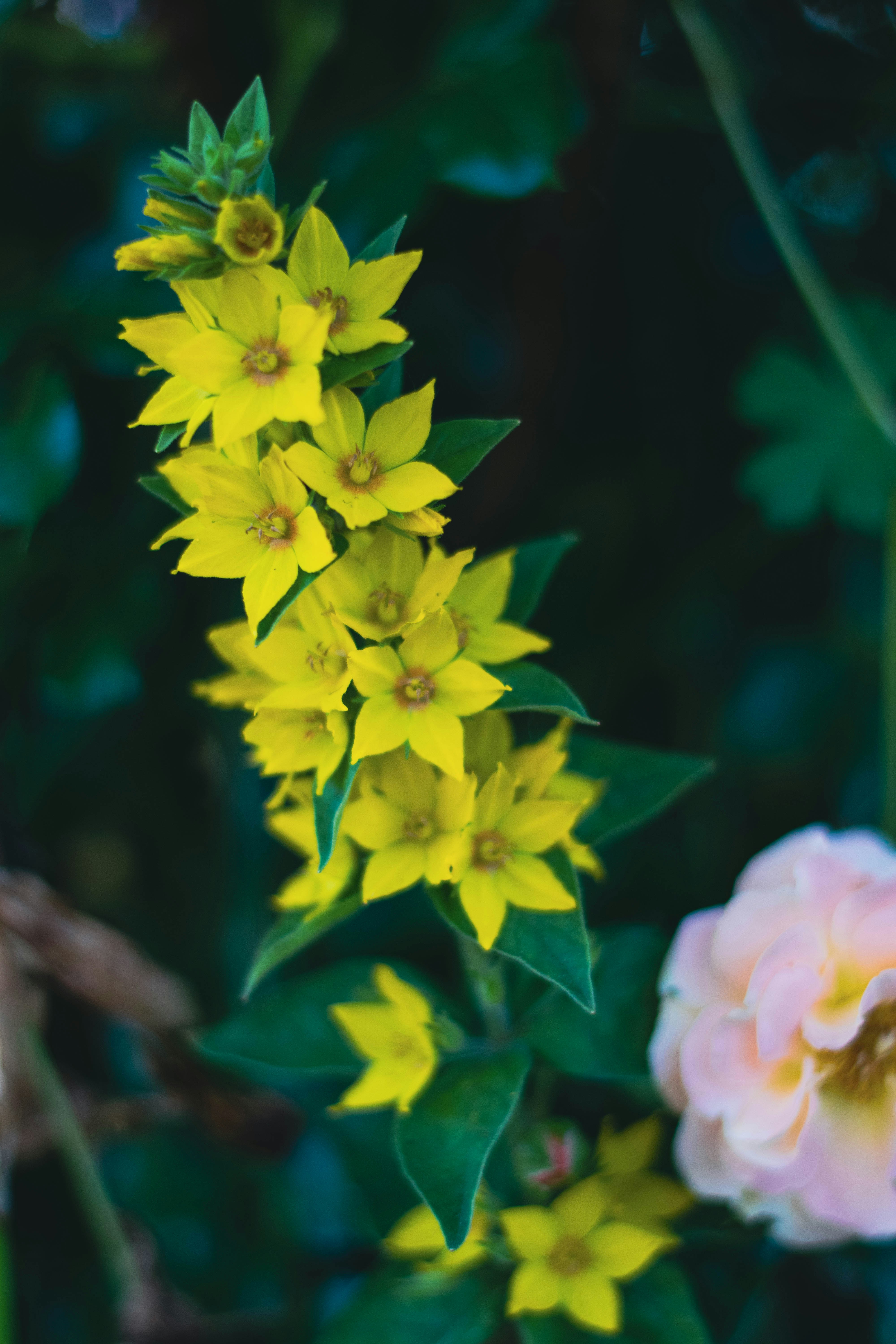Golden Cluster: A Vertical Stem of Sunlit Yellow Blooms Against Dark Green Backdrop
